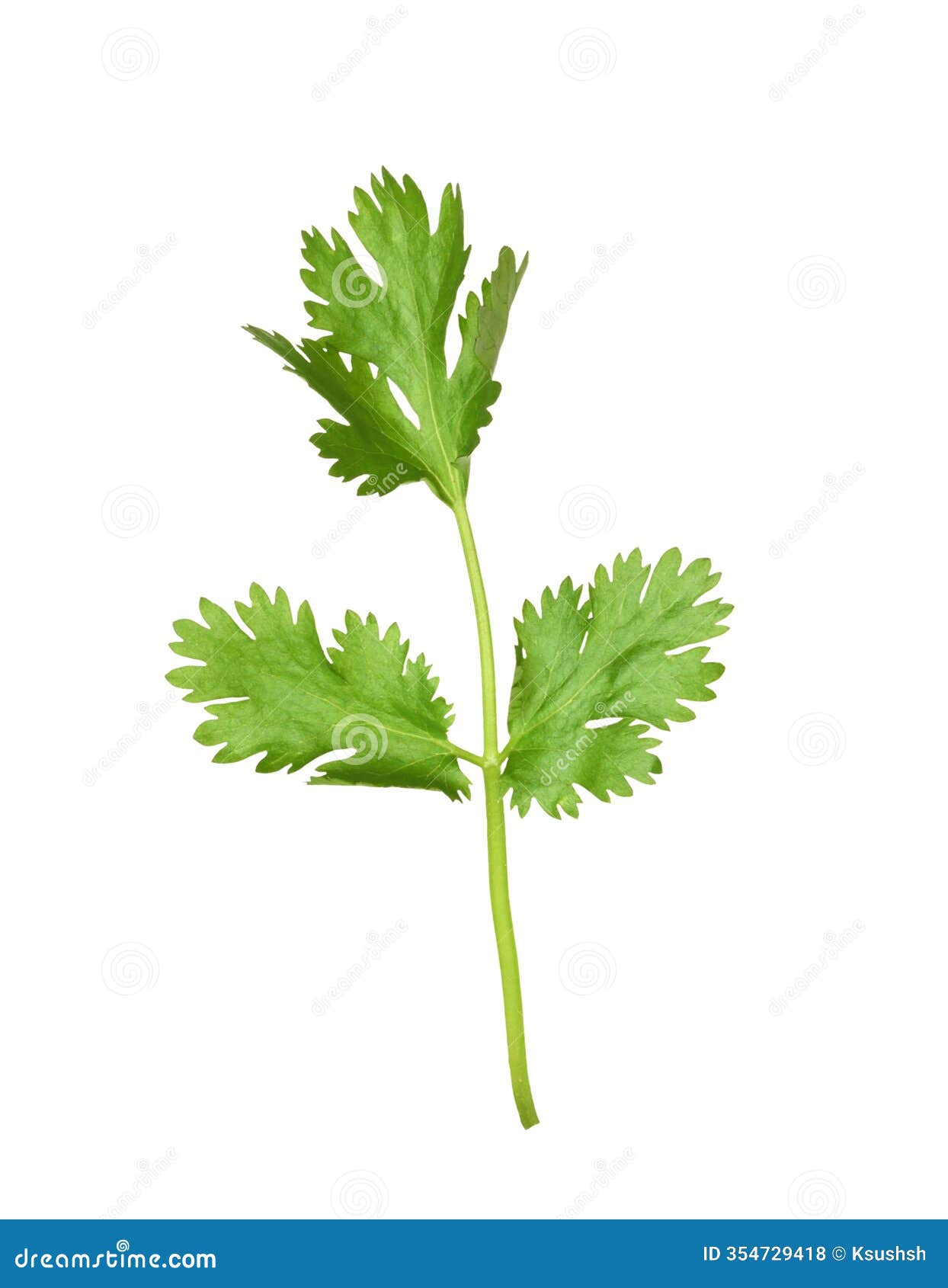 Green Leaves of Cilantro Isolated Stock Photo - Image of cook, leaf ...