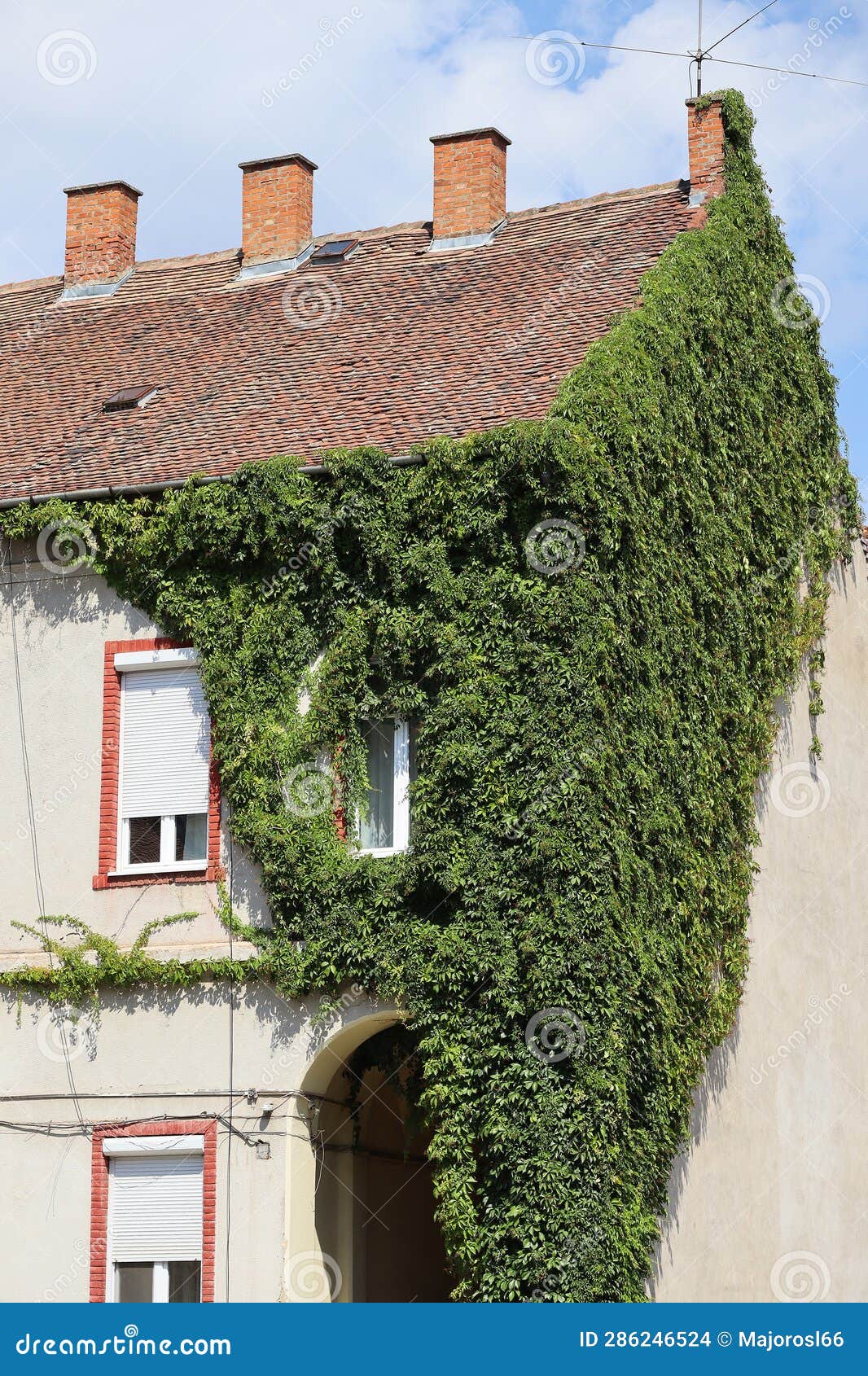 Green Leaves of Climbing Plants on the Wall of a Building Stock Photo ...