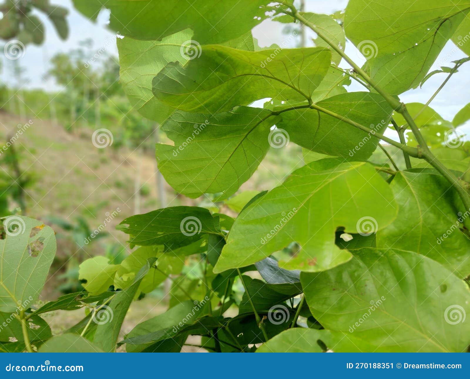 Green Leaves that Cool the View Stock Image - Image of plant, food ...