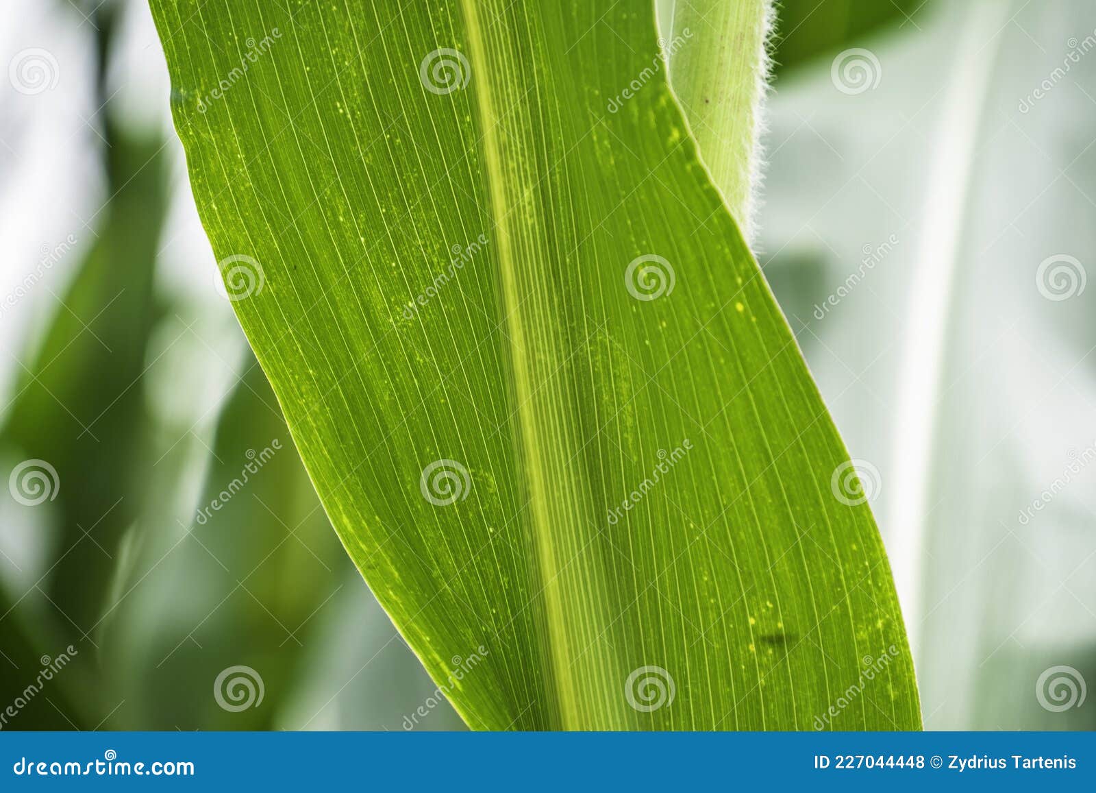 Green Leaves of Corn with Blurred Background Stock Photo - Image of ...
