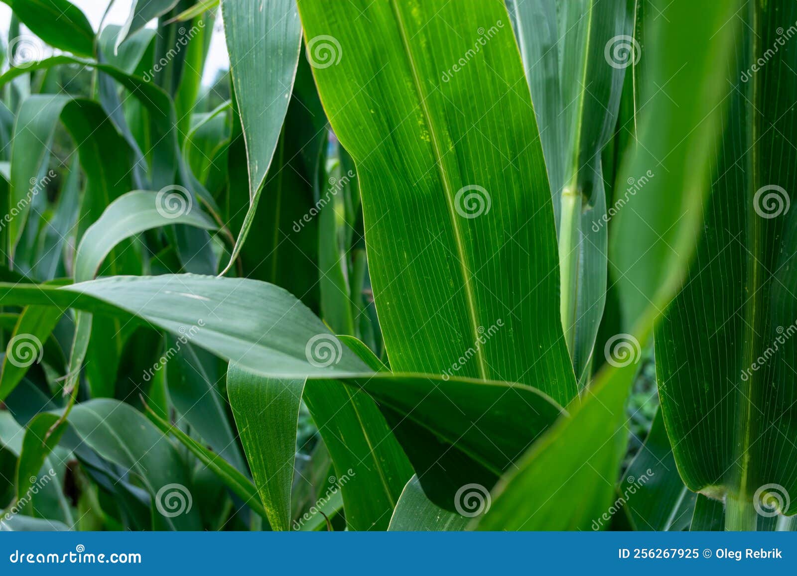 Green Leaves of Corn in the Field Stock Image - Image of cereal, green ...