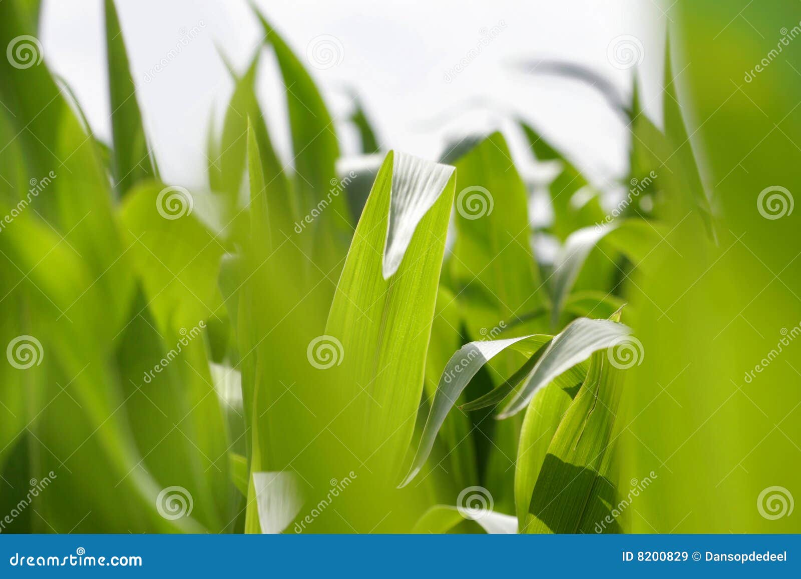 Green Leaves on Corn Plants Stock Image - Image of white, corn: 8200829