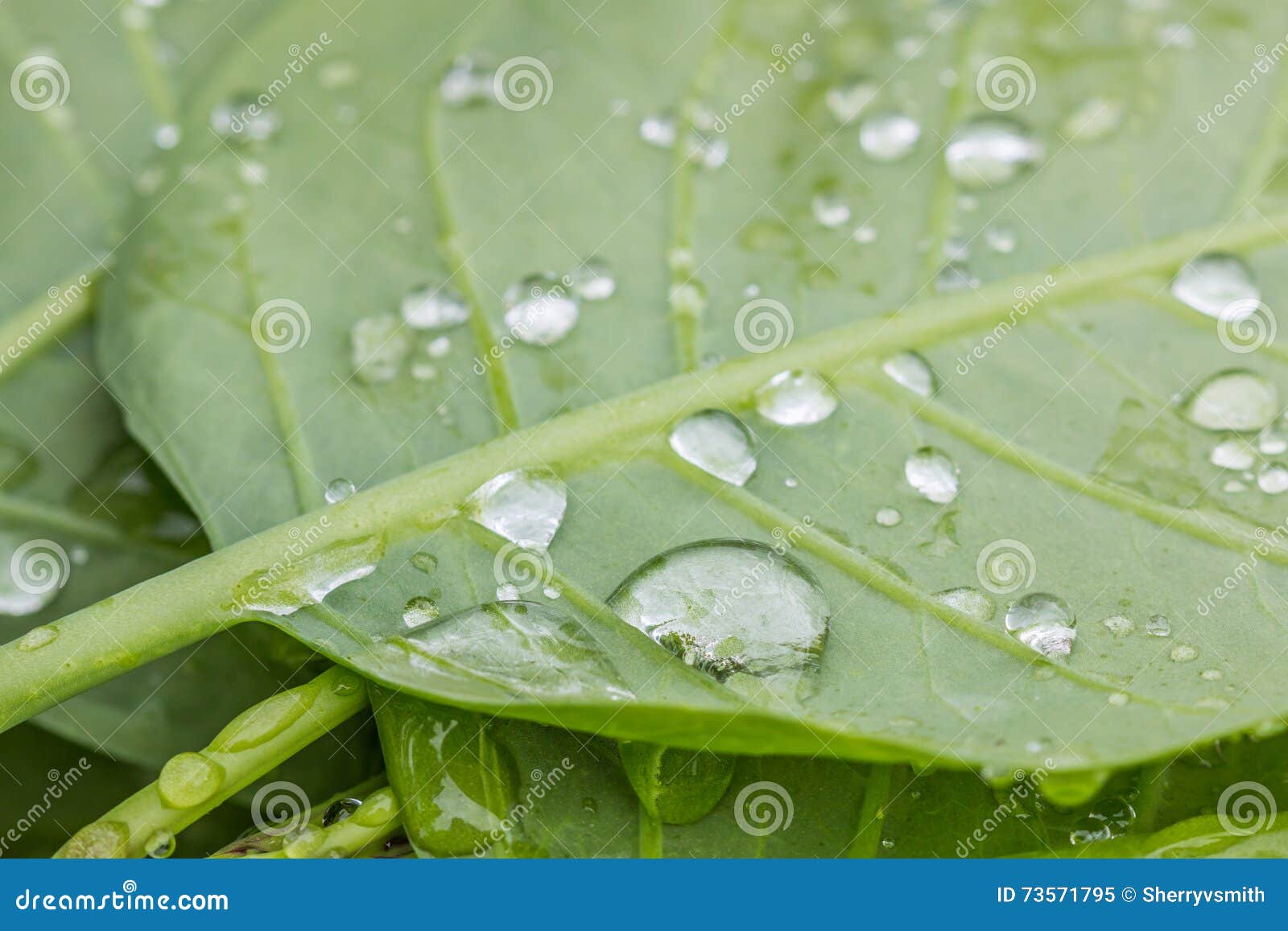 Green Leaves Covered with Multiple Water Droplets Stock Image - Image ...