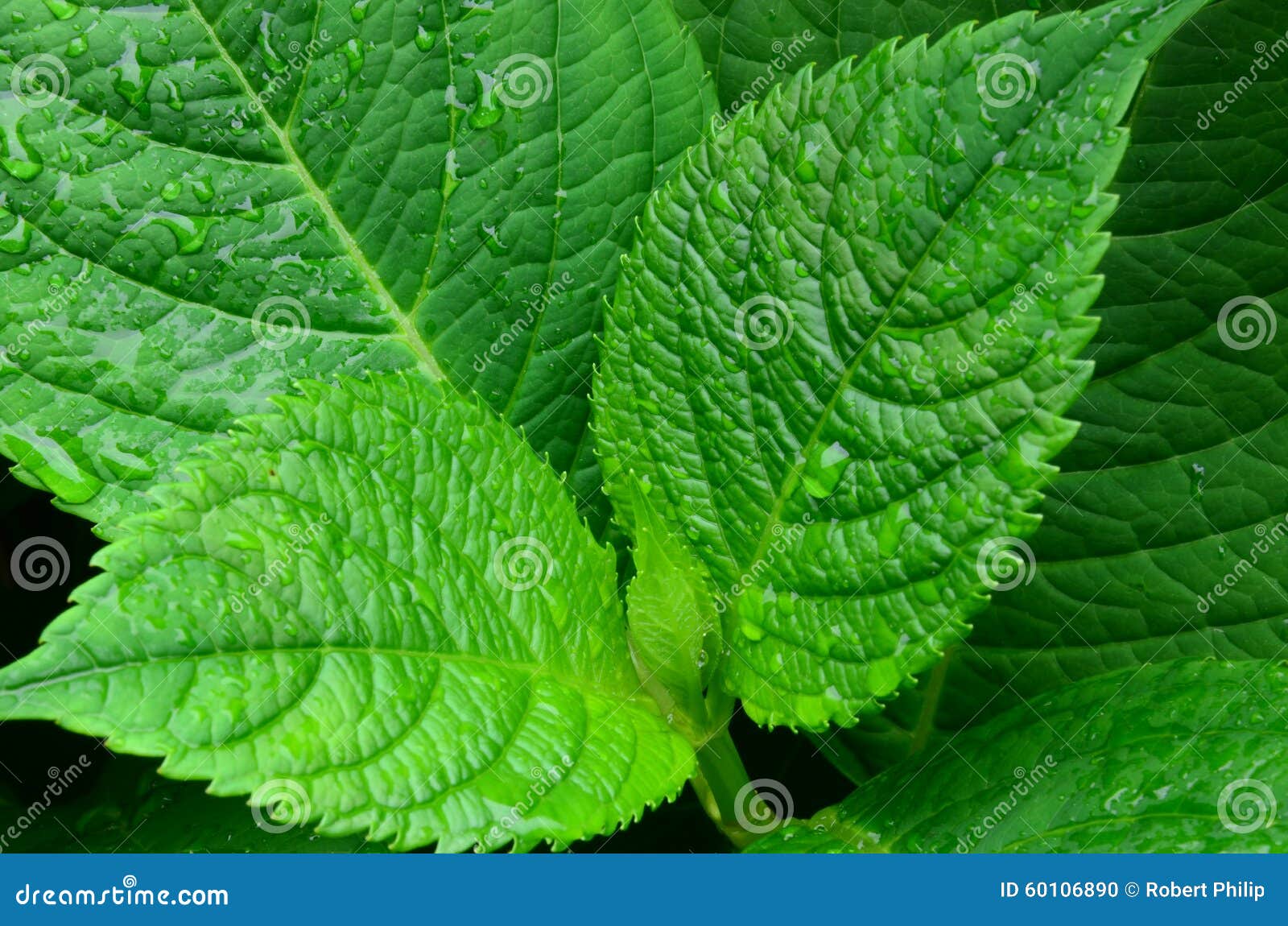 Green Leaves Covered with Rain Drops Stock Photo - Image of leaves ...