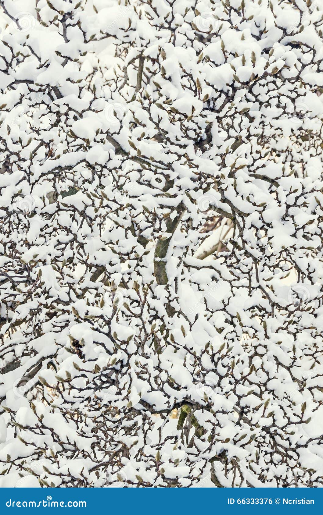 Green Leaves Covered with Snow and Ice, Snow Tree, Pattern, Texture ...