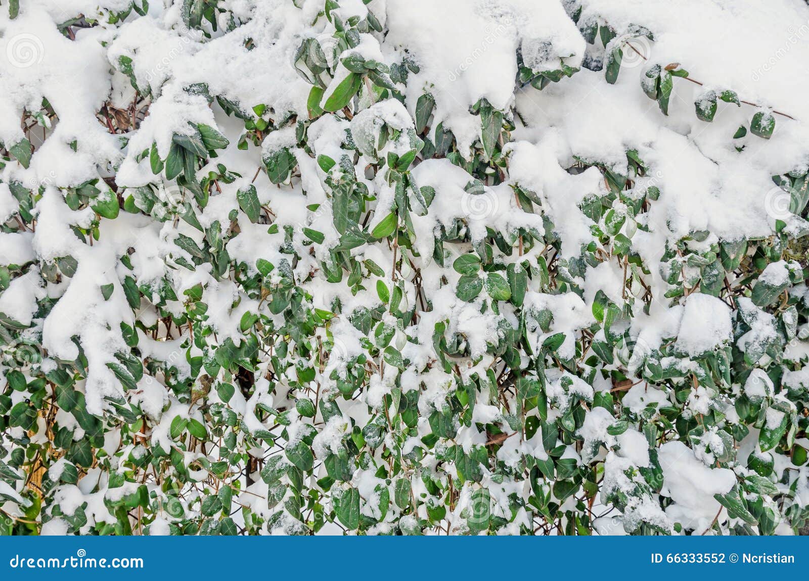 Green Leaves Covered with Snow and Ice, Snow Tree, Pattern, Texture ...