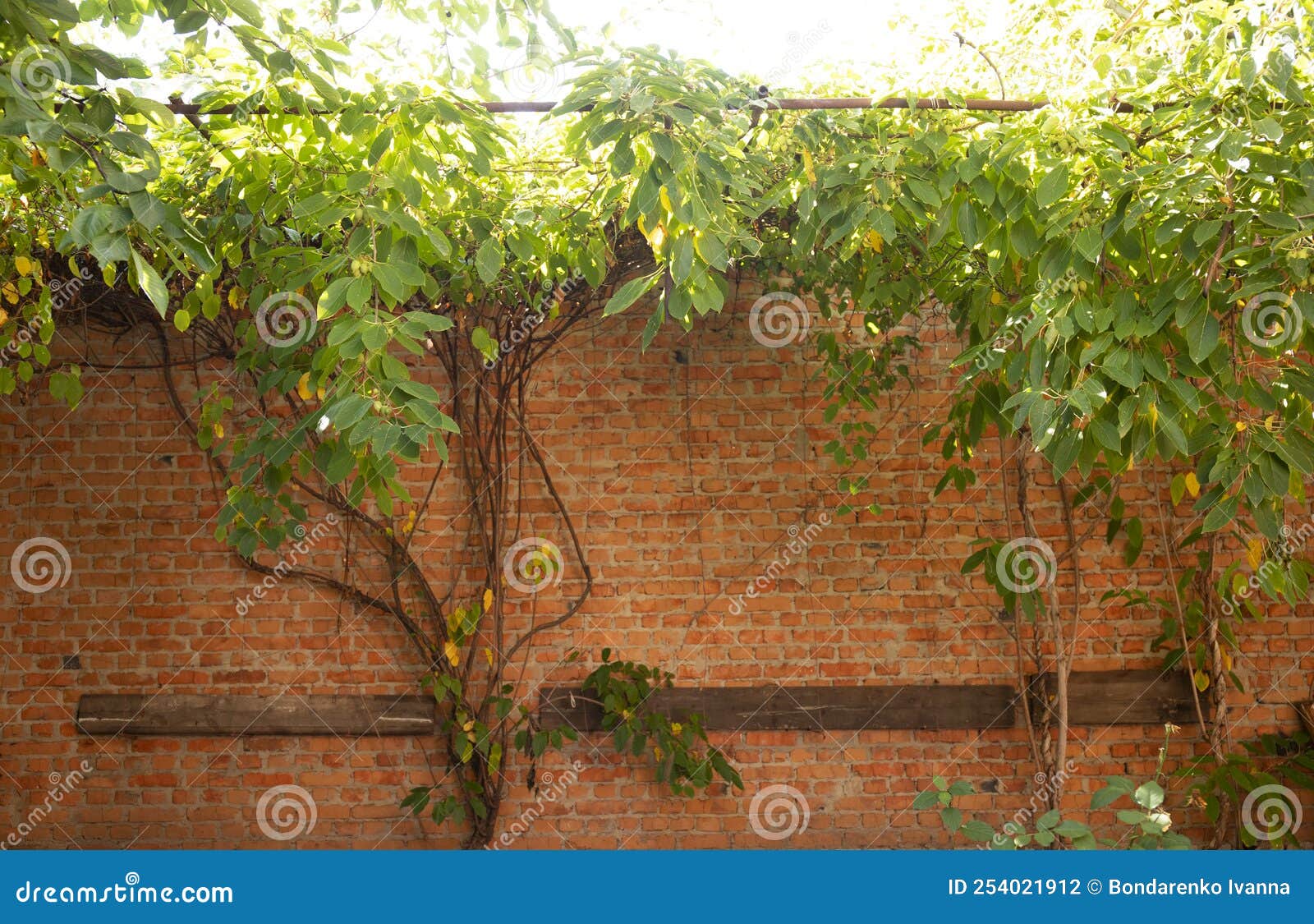 Green Leaves of Actinidia Fruit on Red Brick Wall Background. Stock ...