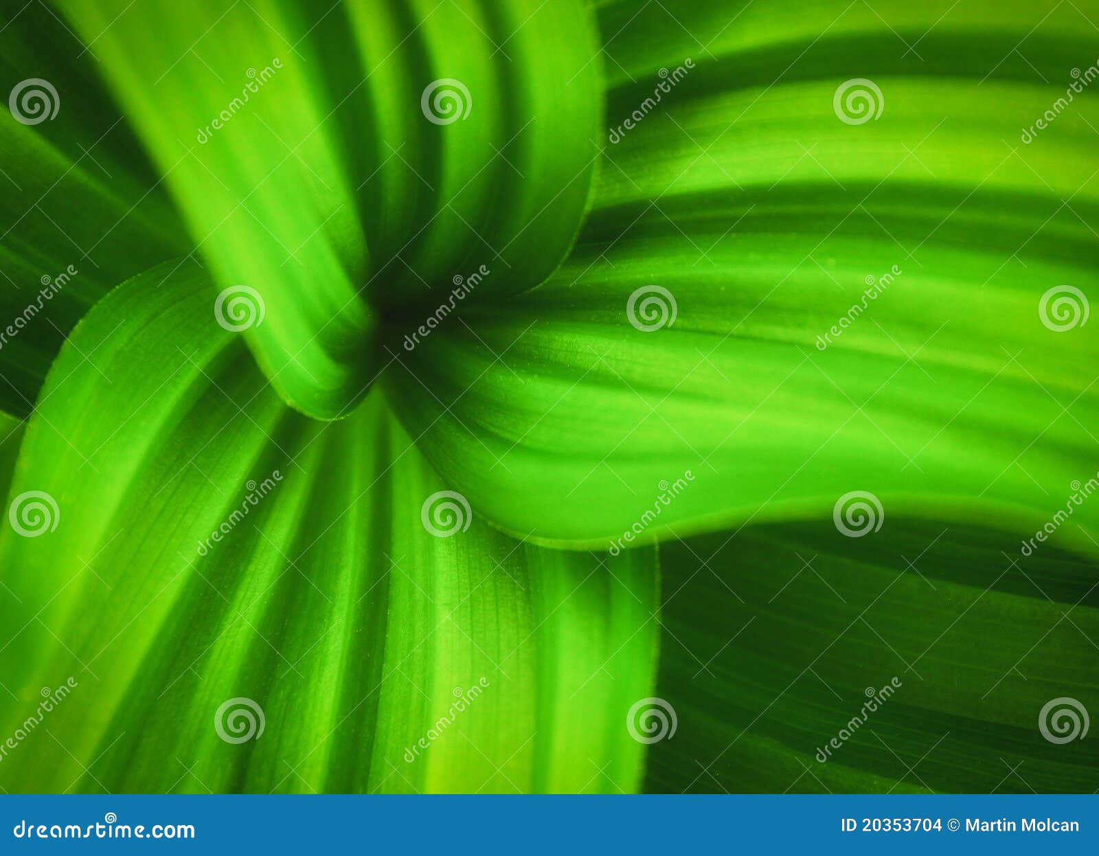Green Leaves with Curvy Lines Stock Photo - Image of detail, calm: 20353704