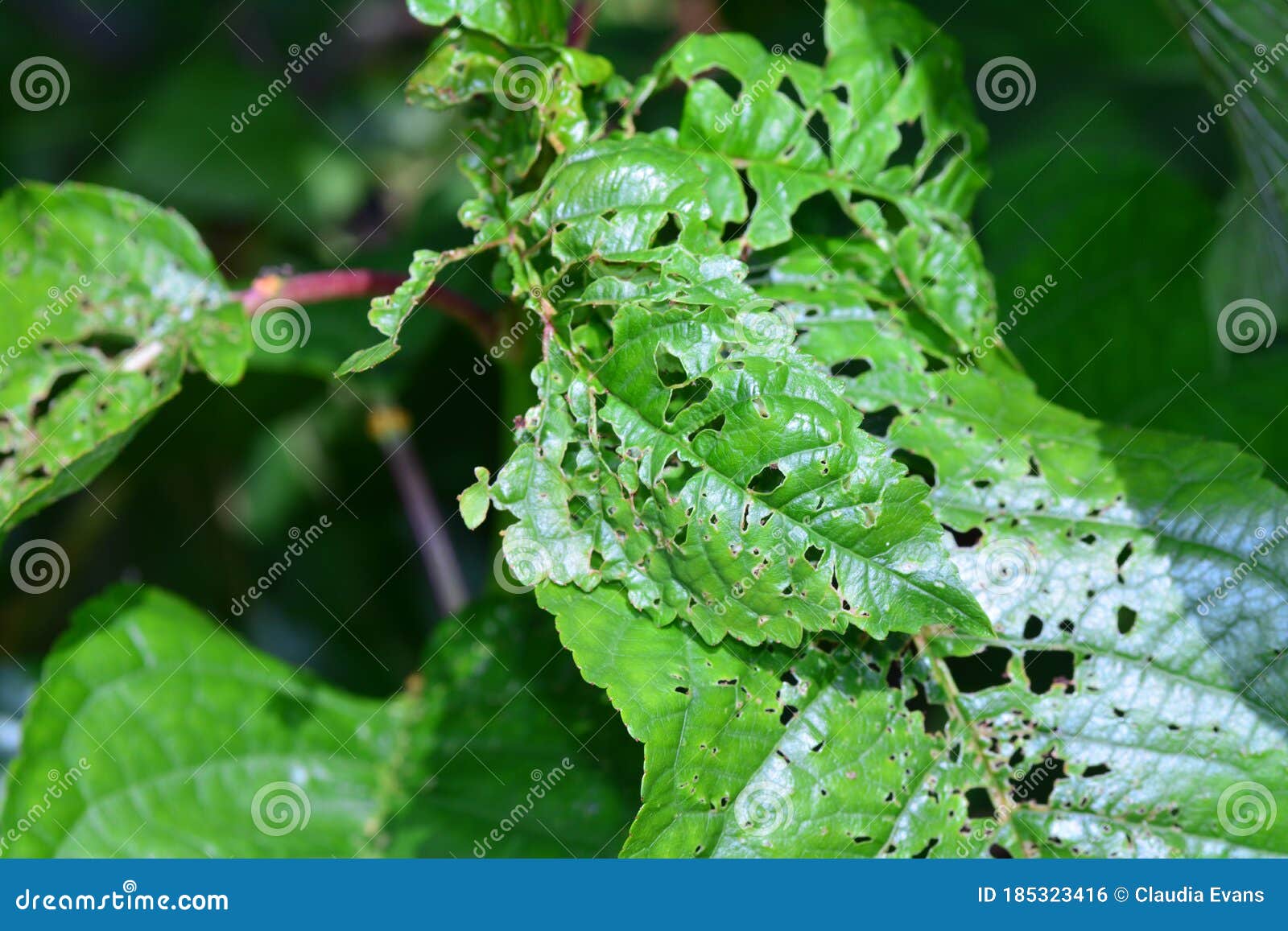 Leaves with Damage from Insects of a Cherry Tree Stock Photo - Image of ...