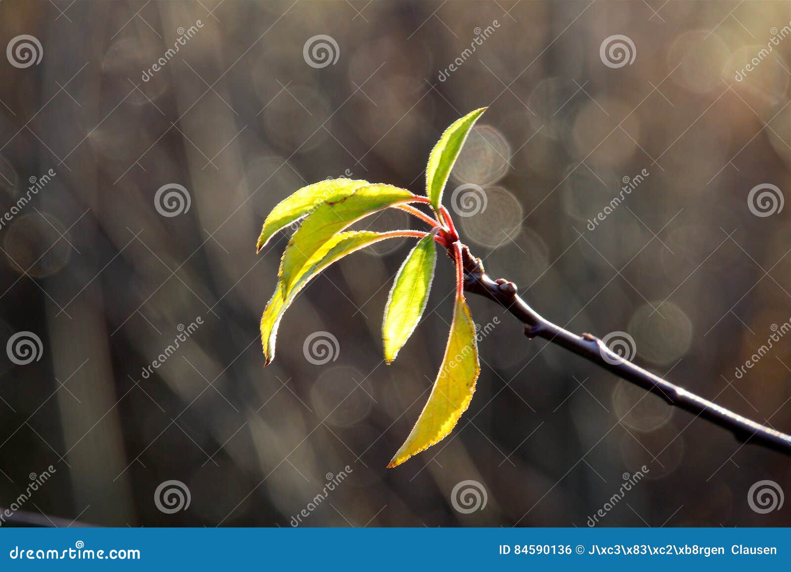 Green Leaves in the December Sun Stock Photo - Image of green, yellow ...