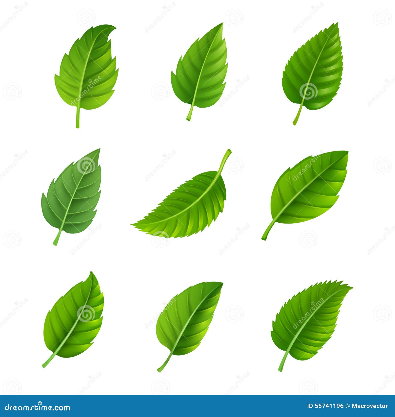 Green Leaves Decorative Set Stock Vector - Illustration of design, decorative: 55741196