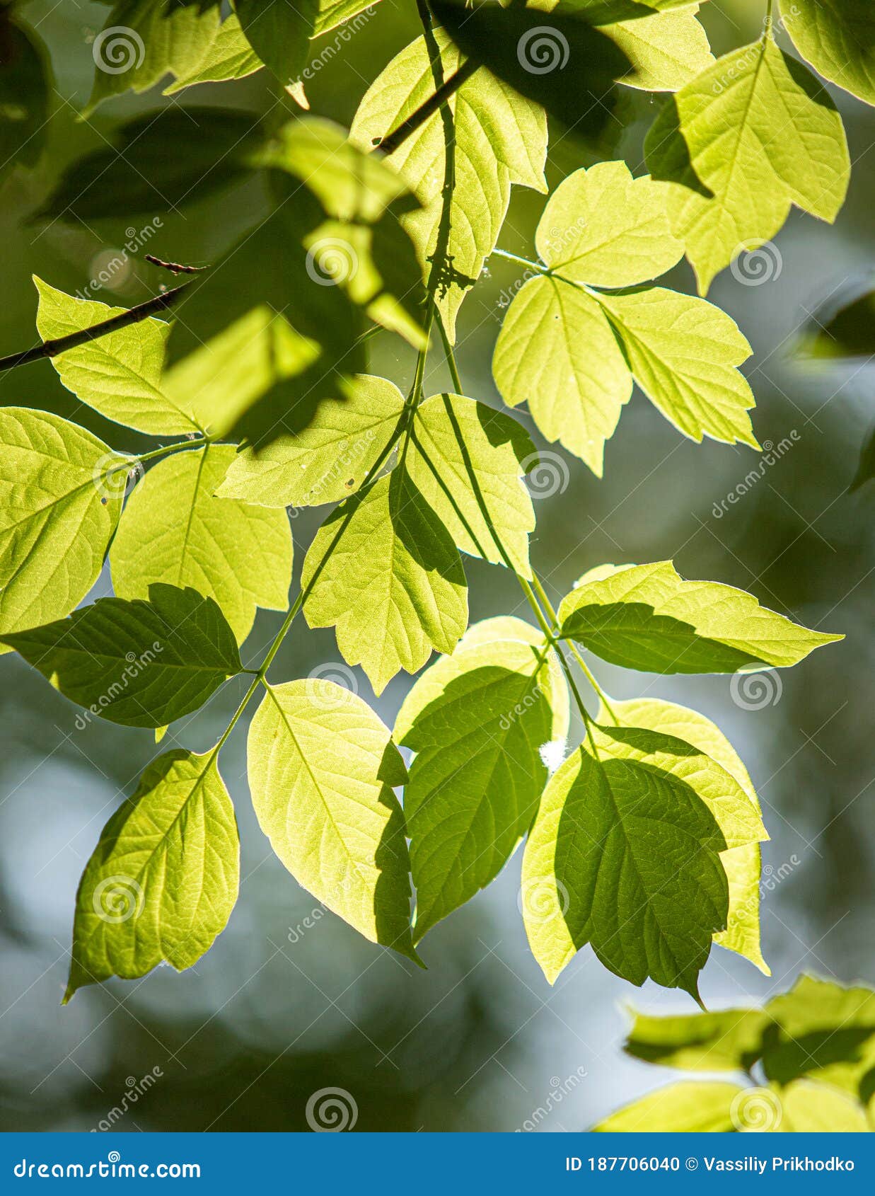 Green Leaves in Defocused Sunlight, Stock Photo - Image of sunlight ...