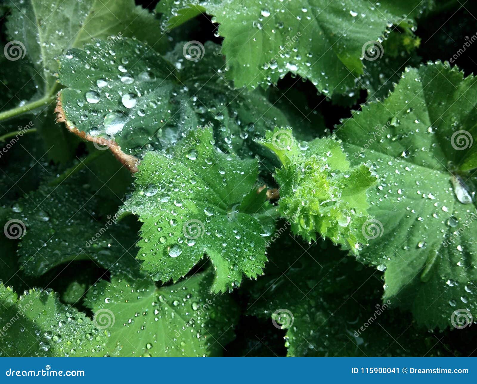 Green Leaves with Dew Drops Stock Vector - Illustration of nature ...