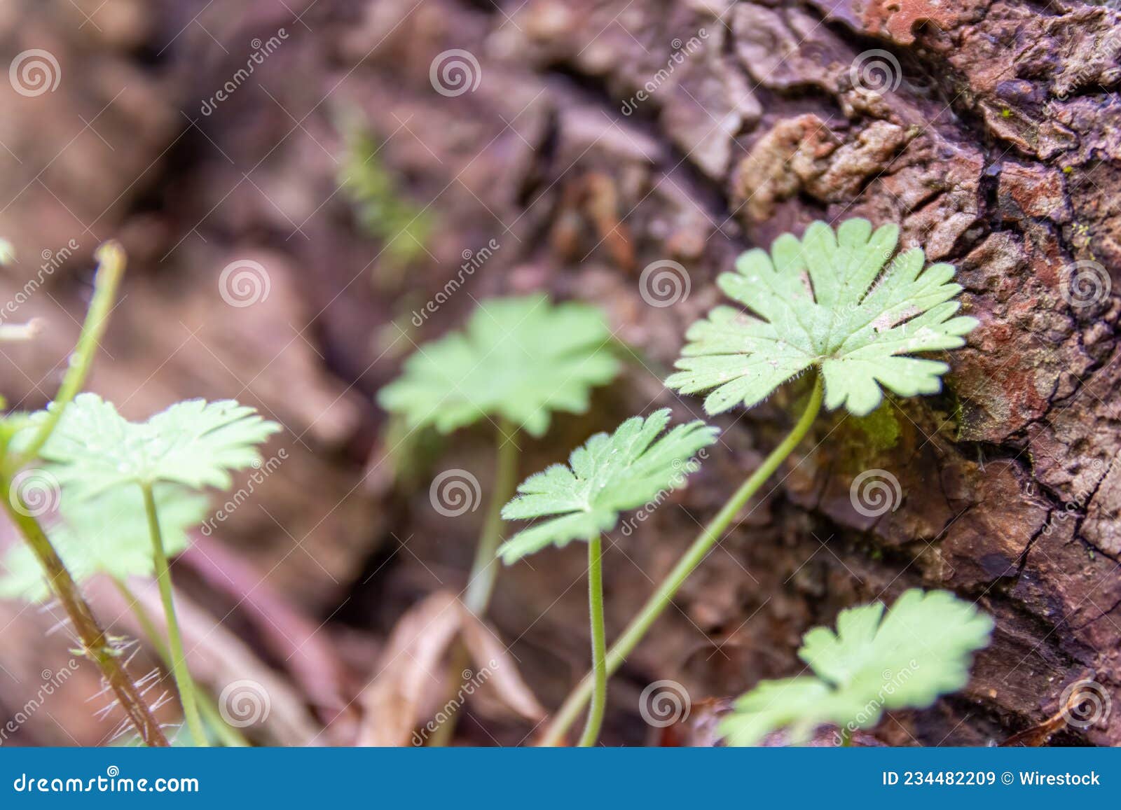 Leaves of Dovesfoot Geranium on the Rough Tree Trunk Surface Stock ...
