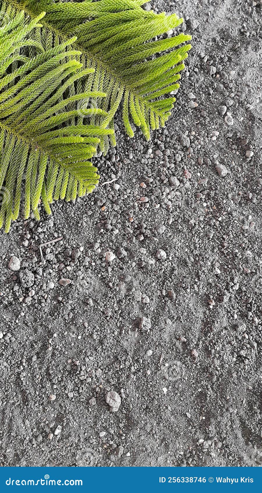 Green Leaves and Dried Pine with Grey Background Stock Photo - Image of ...