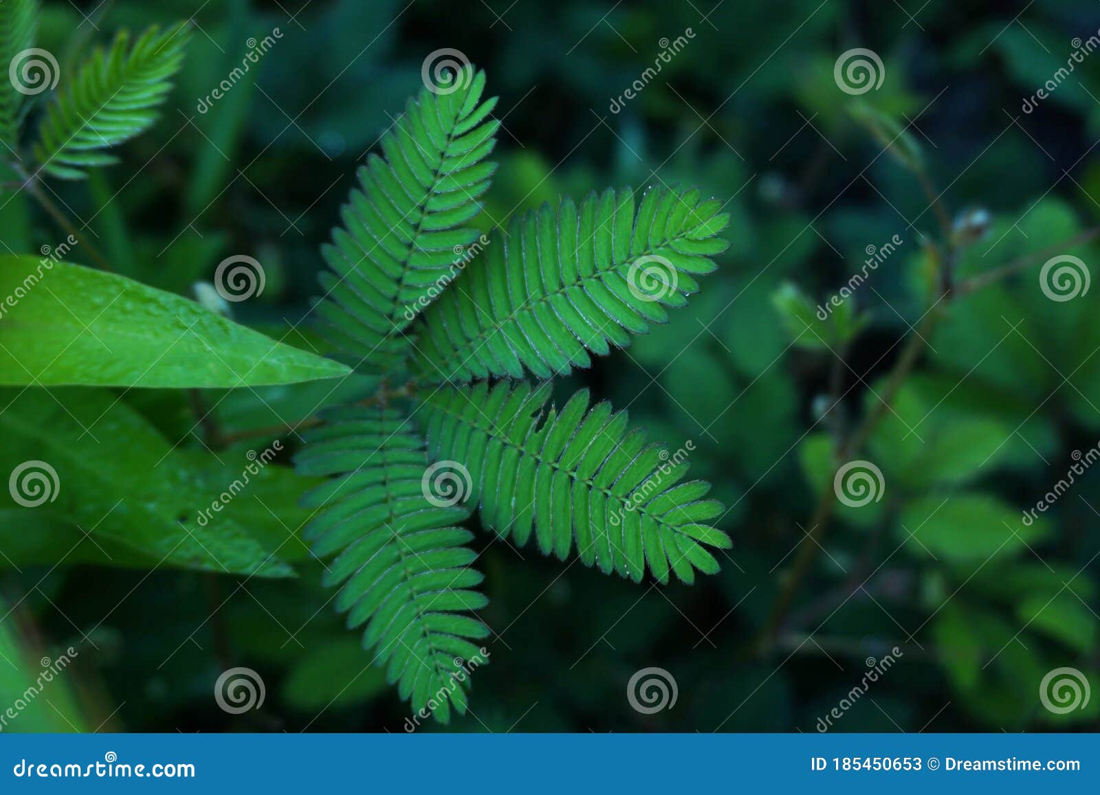 Green Leaves on the Edge of Rice Fields Stock Image - Image of fern ...