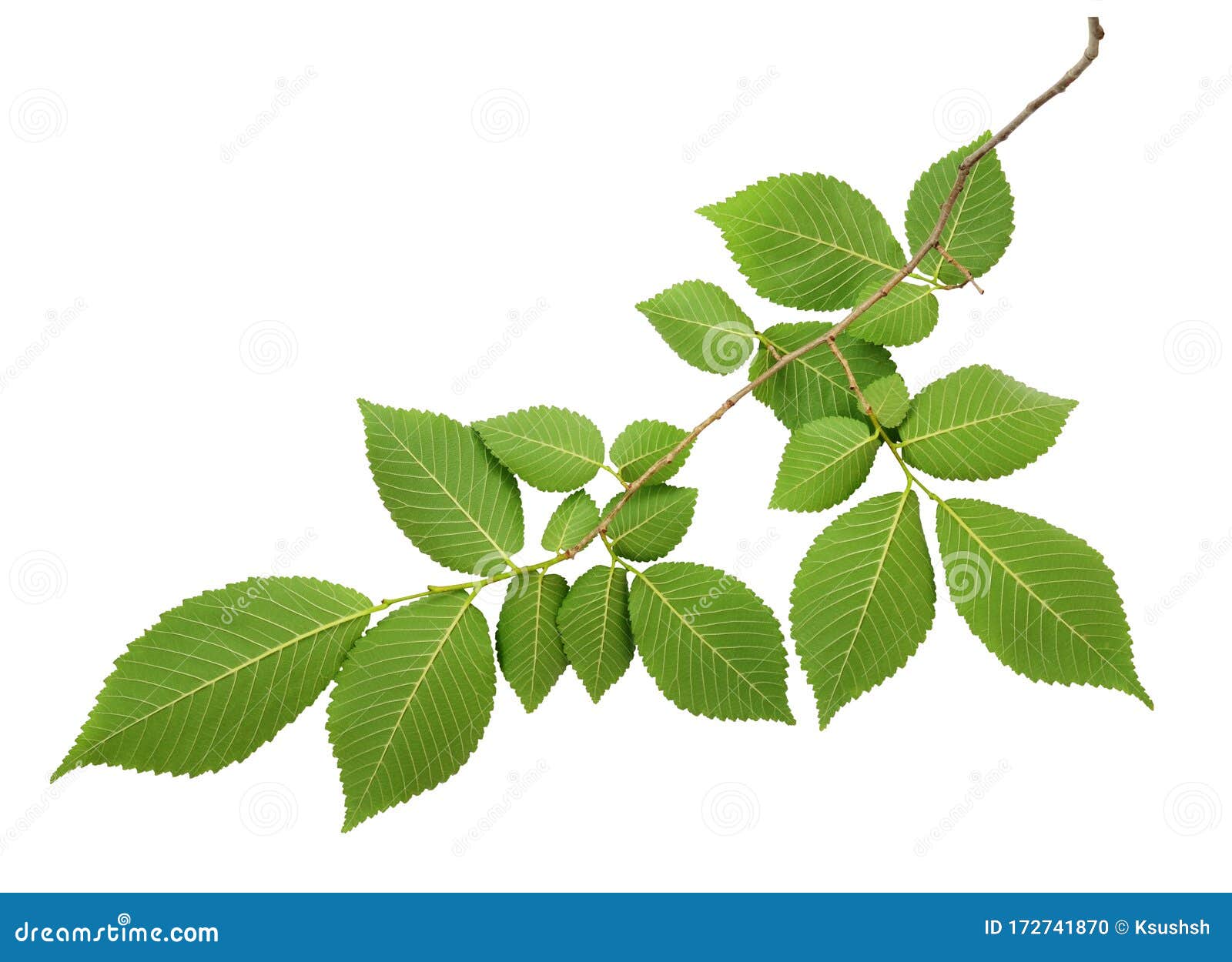 Green leaves of elm-tree stock photo. Image of environmental - 172741870