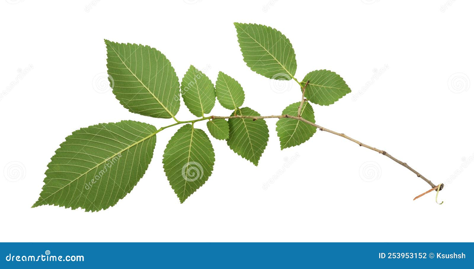 Green Leaves of Elm-tree Isolated Stock Photo - Image of foliage ...