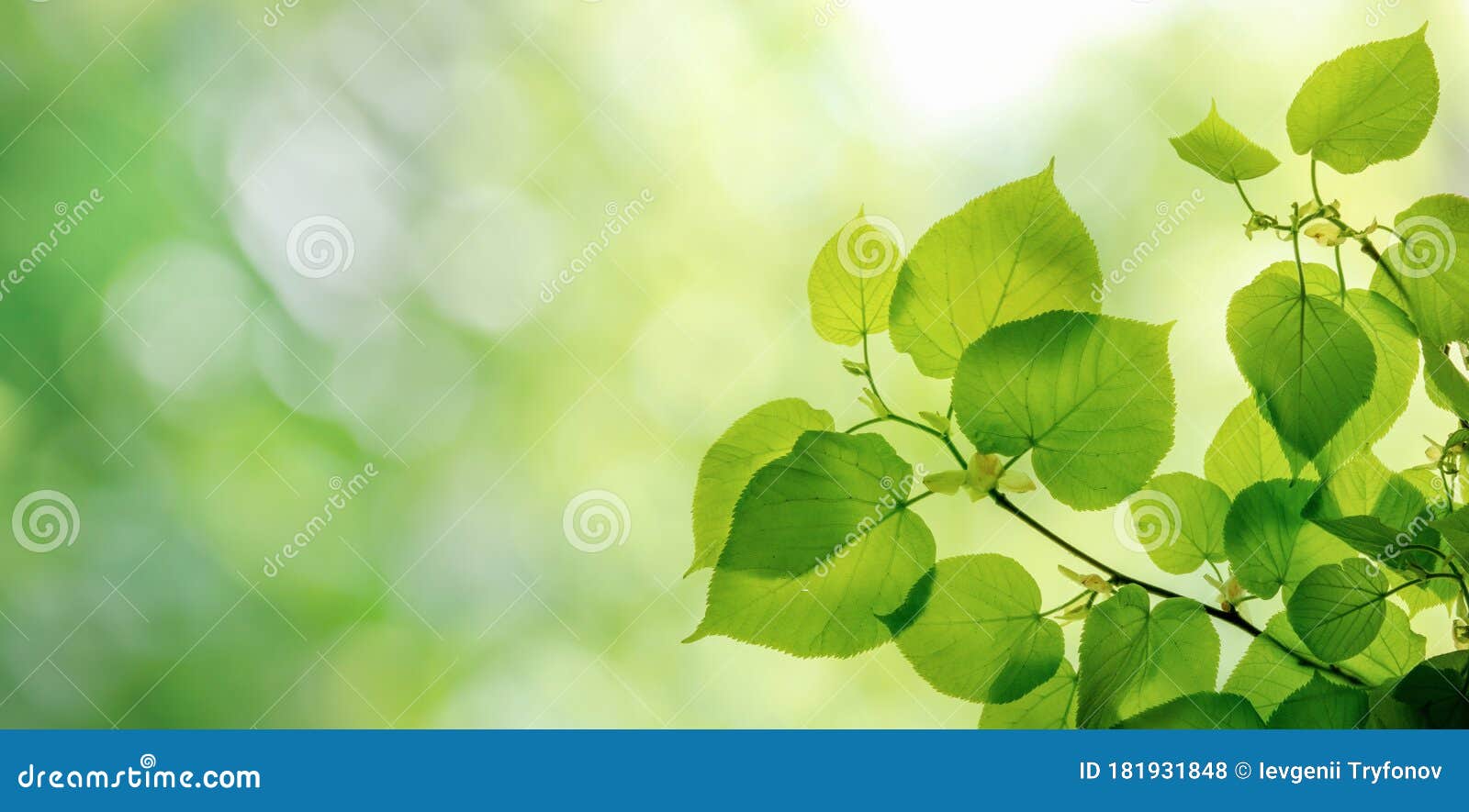 Green Leaves on Elm Tree. Nature Spring and Summer Background Stock ...