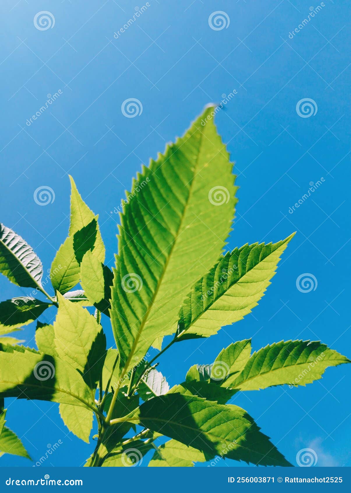 Green Leaves on Elm Tree. Nature Spring and Summer Background Stock ...
