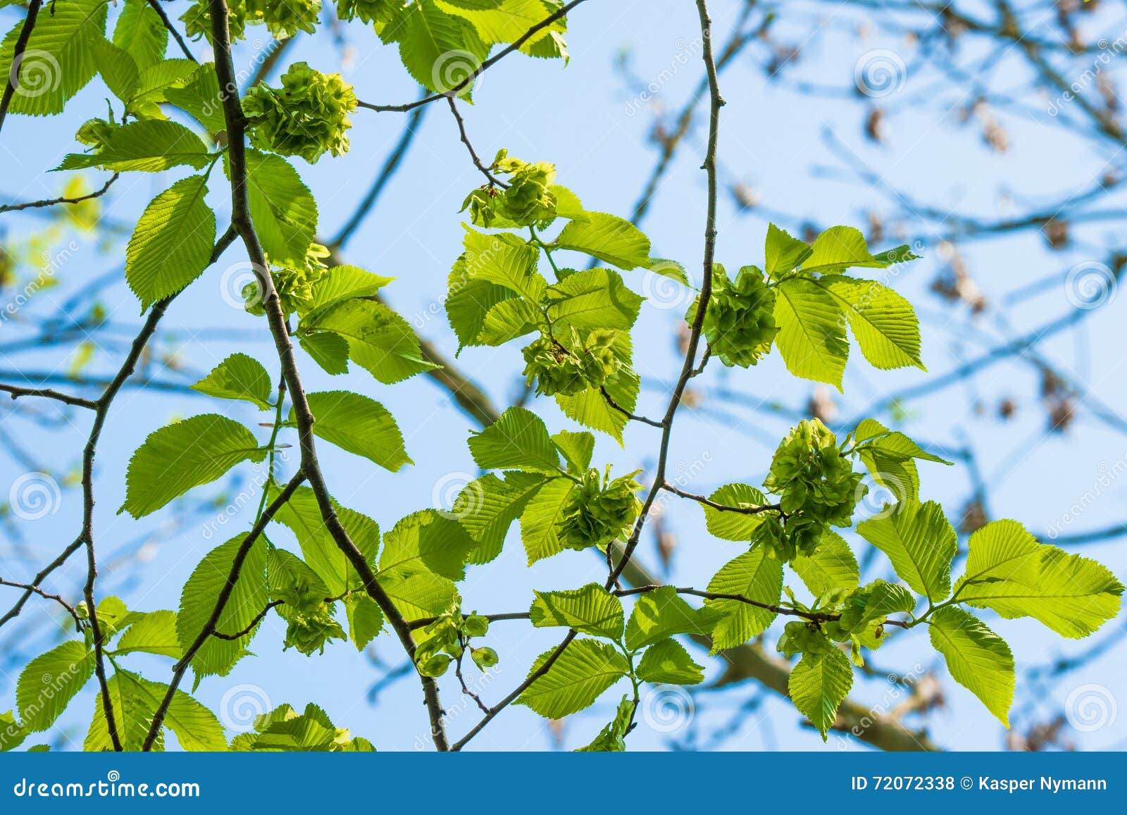 Green leaves on a elm tree stock photo. Image of detail - 72072338