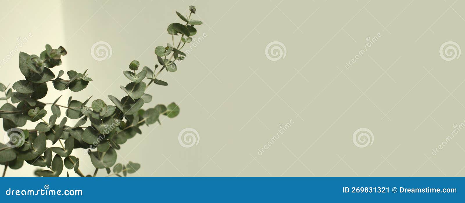 Green Leaves Eucalyptus Branch with Reflection on Beige Wall. Light and Shadow Nature Horizontal ...