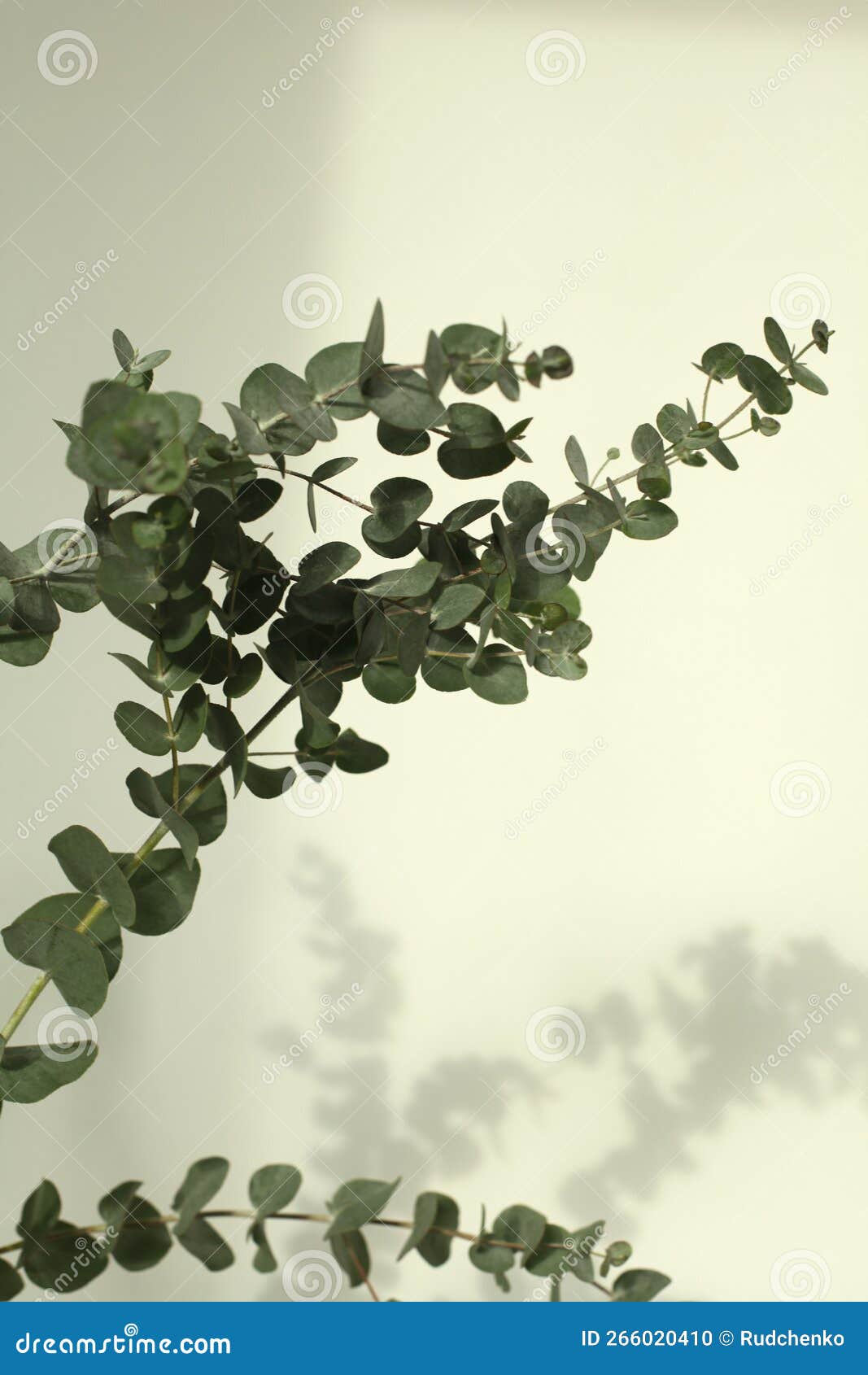 Green Leaves Eucalyptus Branch with Reflection on White Wall. Light and Shadow Nature Vertical ...