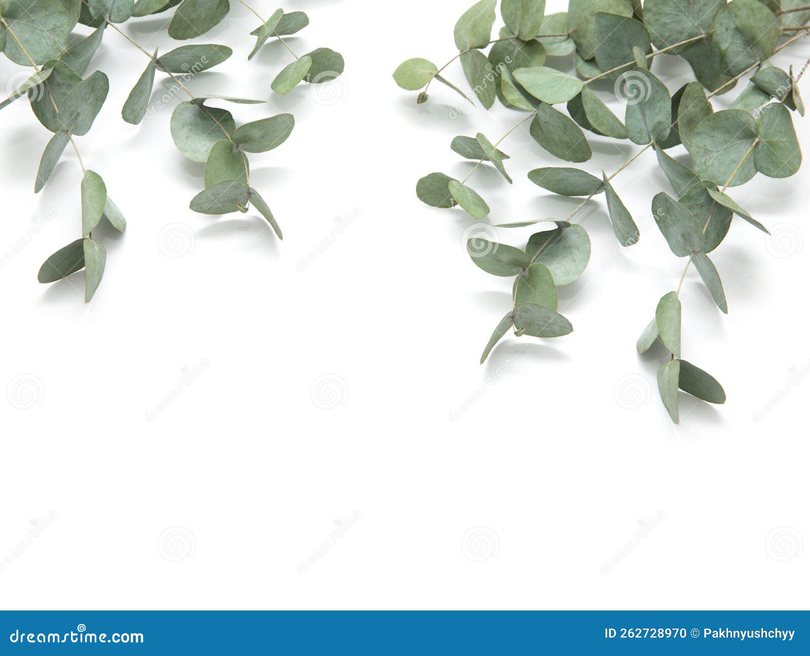 Green Leaves Eucalyptus. Branches Eucalyptus Isolated on White Stock ... Green Leaves Eucalyptus. Branches Eucalyptus Isolated on White Stock ...