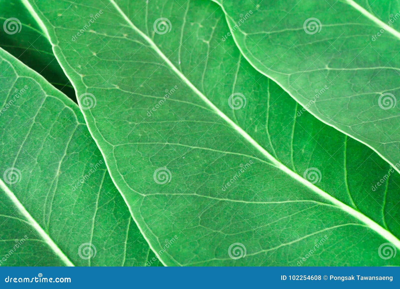 Green Leaves of Eucalyptus Texture Background Stock Photo - Image of ...