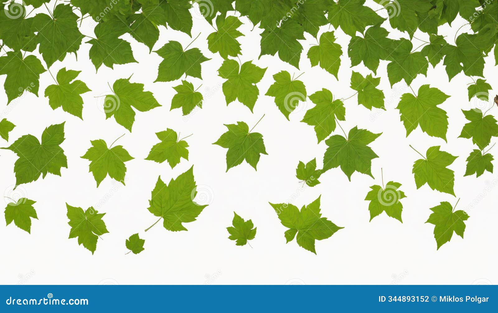 Green Leaves Fall Against a White Background Stock Photo - Image of ...
