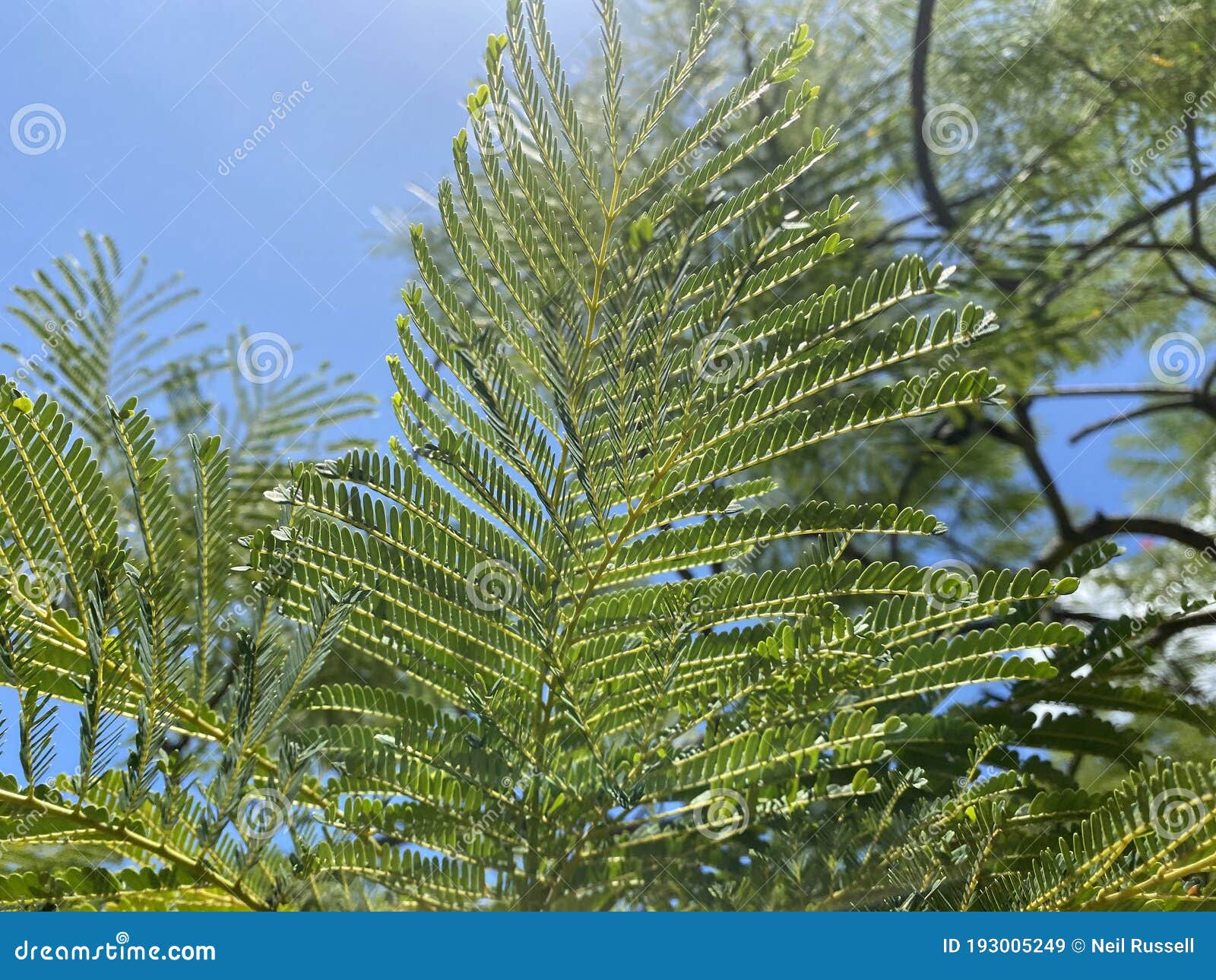 Flamboyant Tree Leaves stock image. Image of blue, regia - 193005249