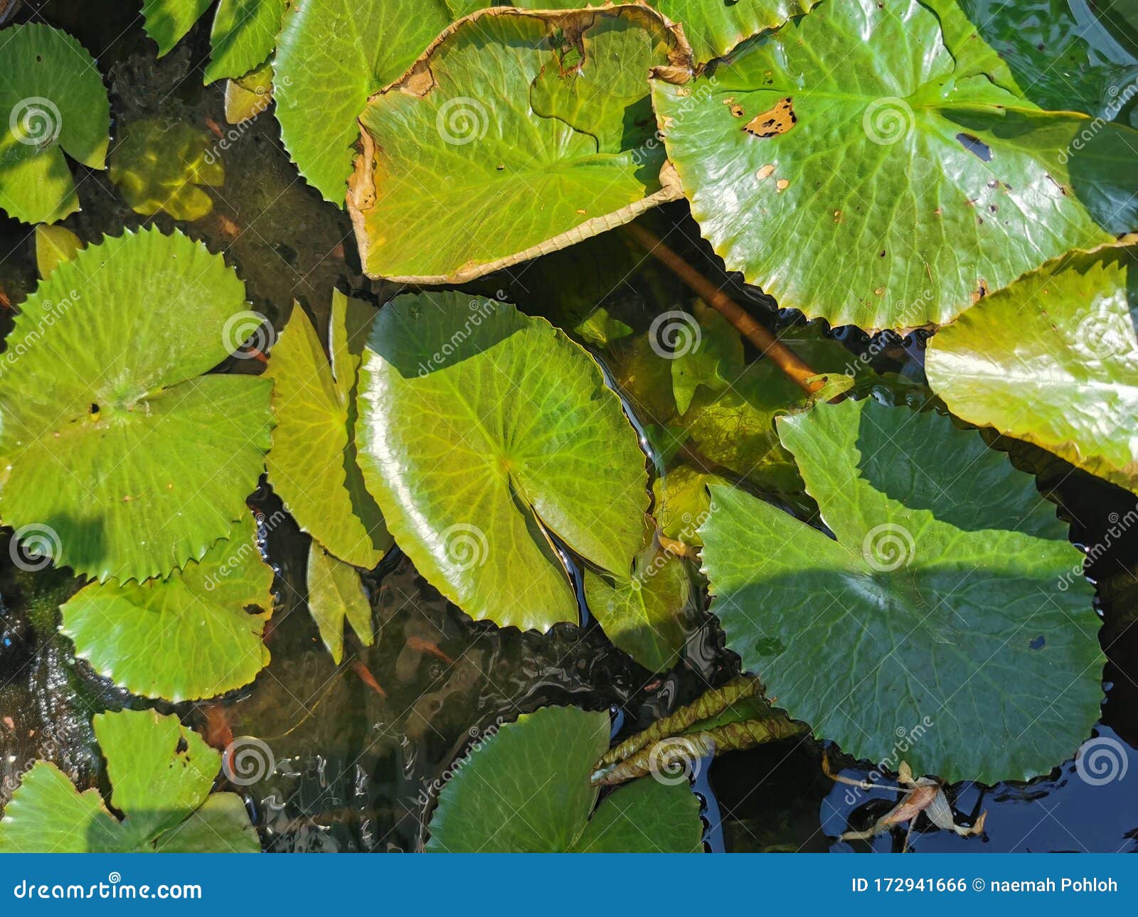 Green Leaves Floating on River Stock Photo - Image of river, floating ...