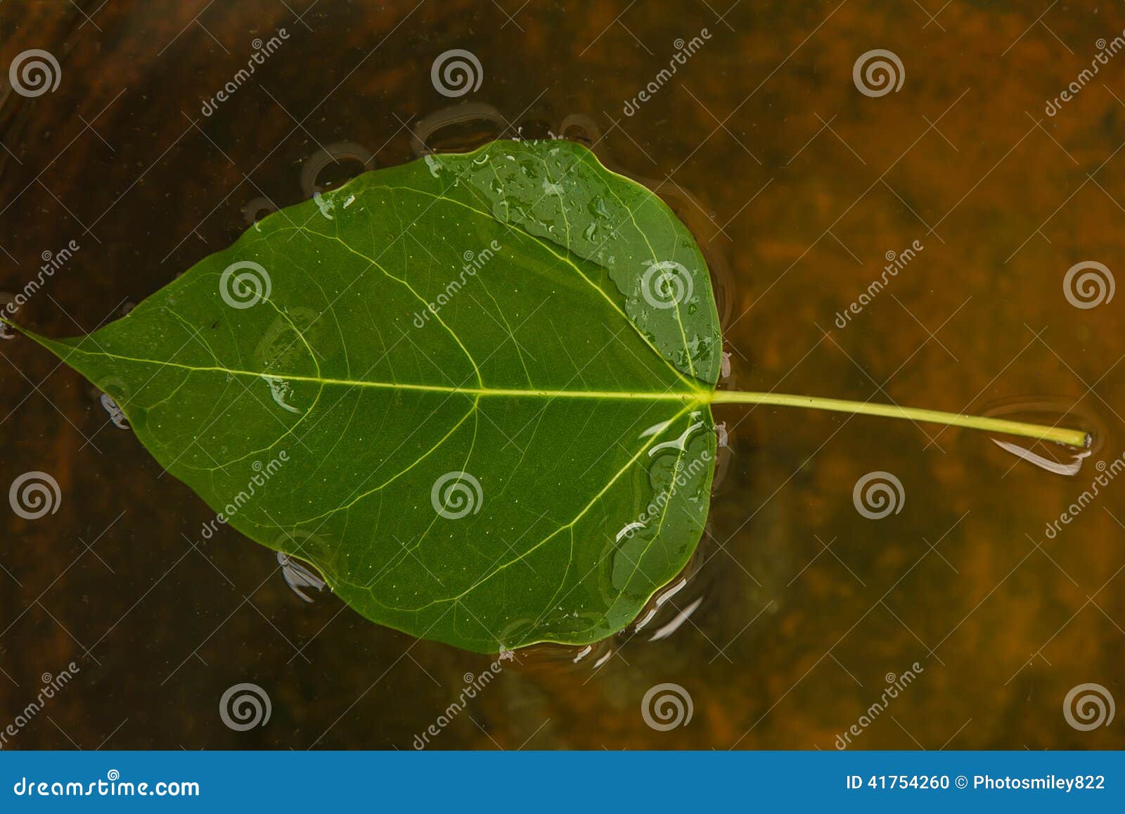 Green leaves stock photo. Image of float, texture, floating - 41754260