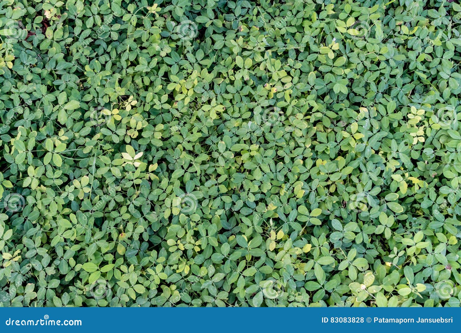 Green leaves floor stock photo. Image of grow, foliage - 83083828
