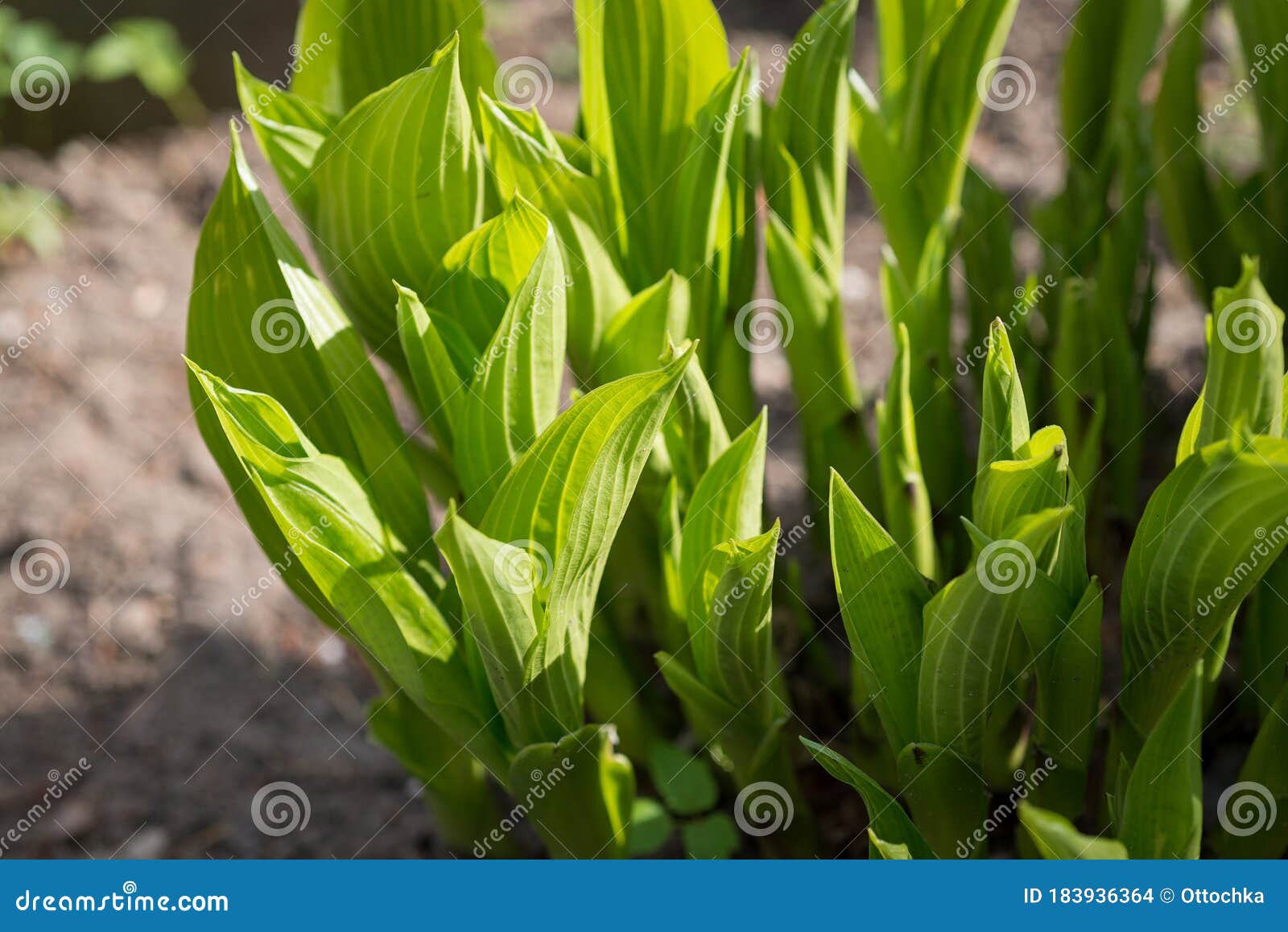 Young Shoots of Leaves Hosta Stock Photo - Image of fresh, freshness ...