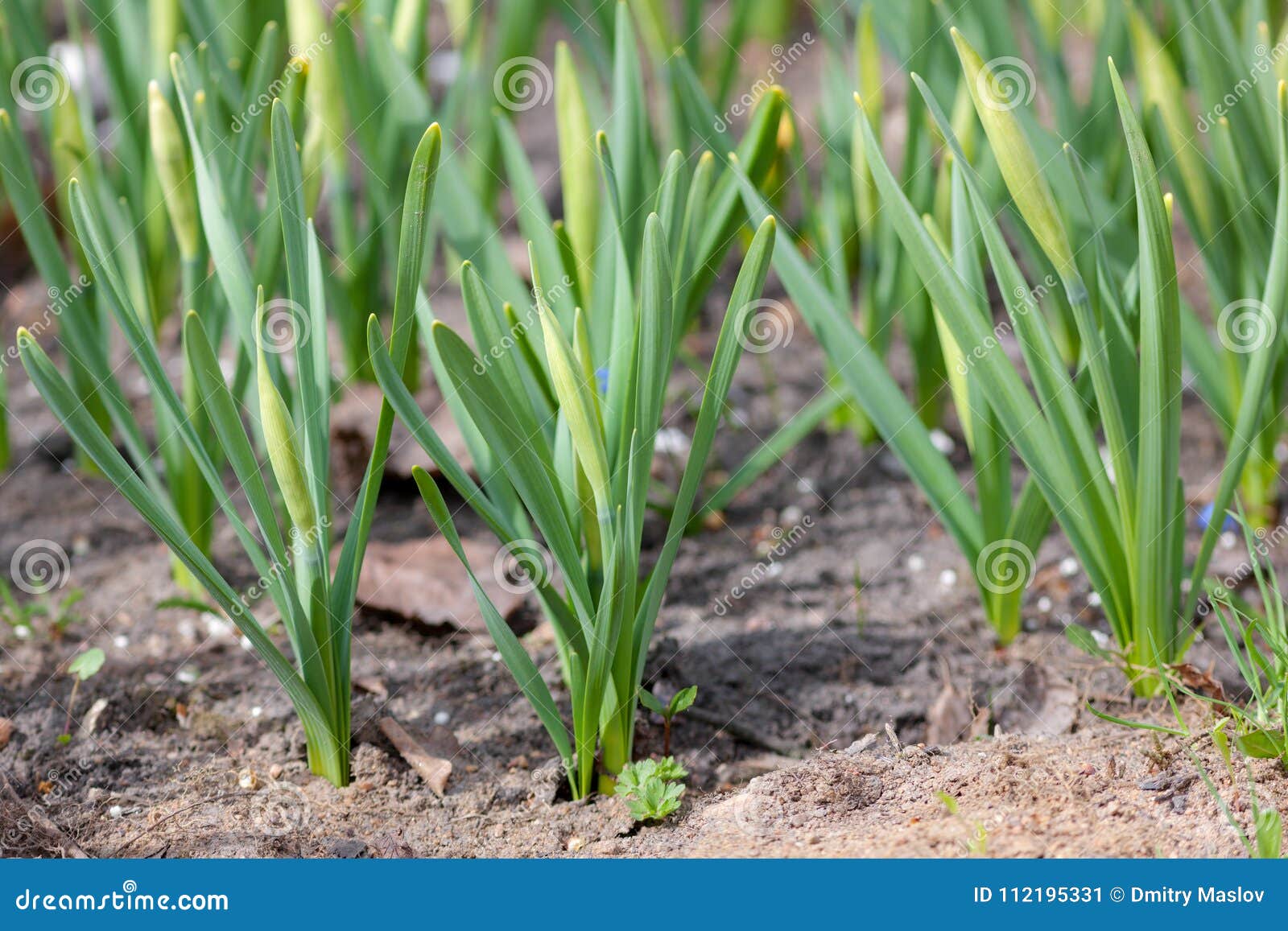 Flower sprouts in spring stock image. Image of beauty - 112195331