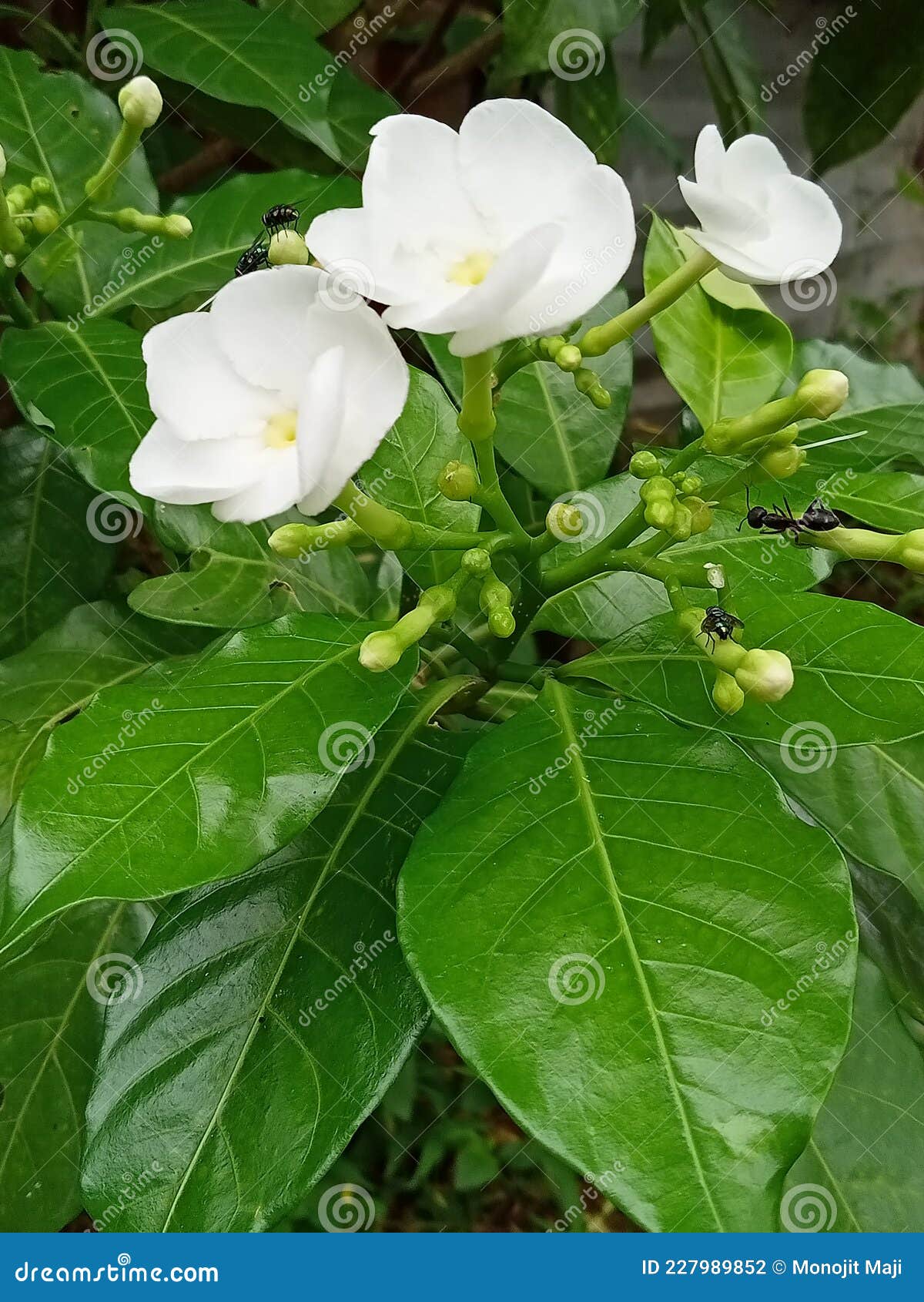 Green leaves and flowers stock photo. Image of leaf - 227989852
