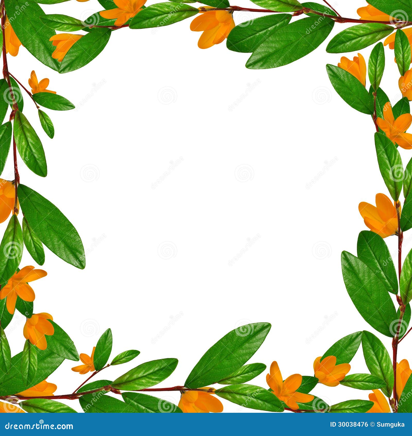 Green Leaves and Flowers Frame Stock Photo - Image of blossom ...