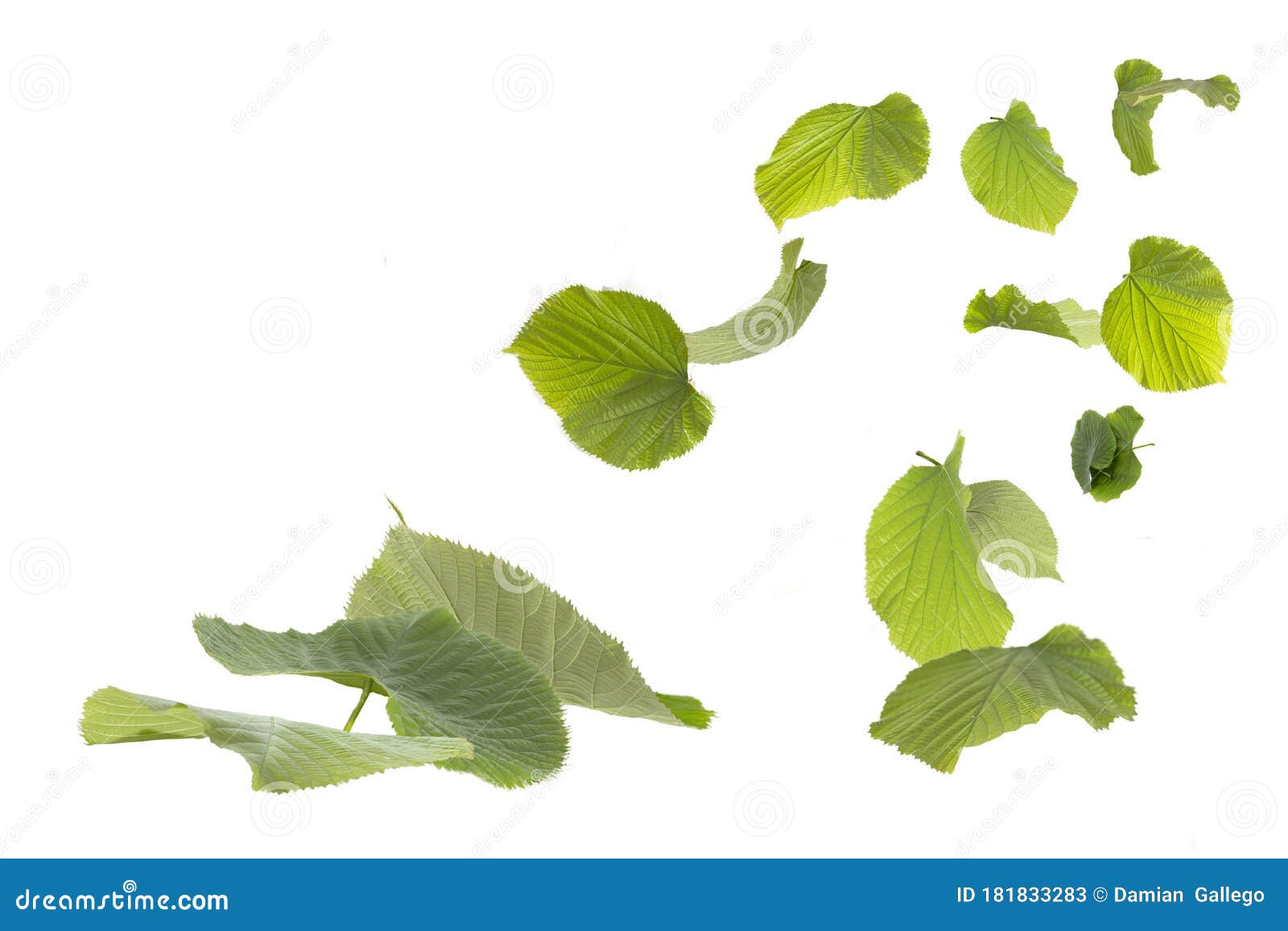 Green Leaves Flying Isolated on White Background As Package Design ...