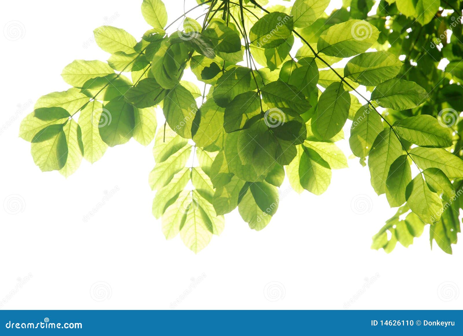 Green leaves foreground stock photo. Image of spring - 14626110