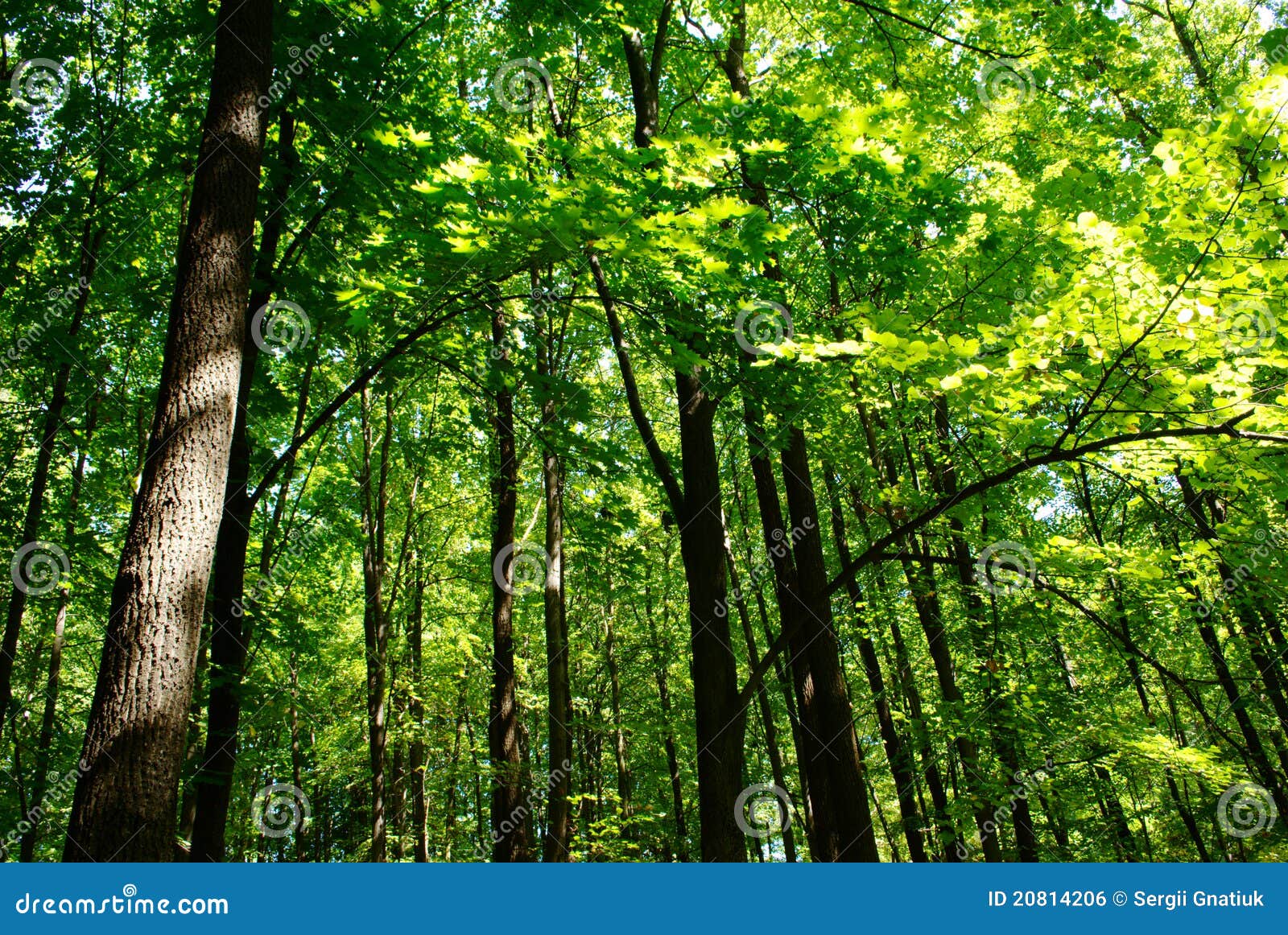 Green leaves in the forest stock photo. Image of leaf - 20814206