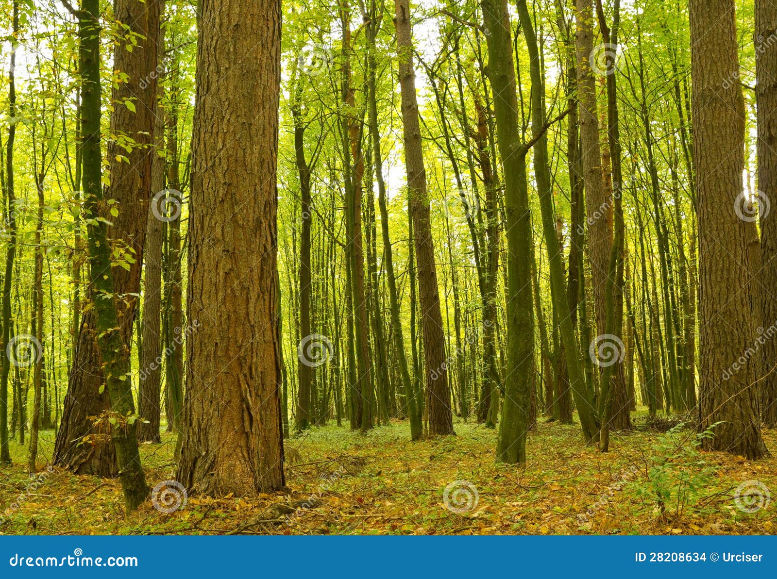 Green leaves of the forest stock photo. Image of sunny - 28208634