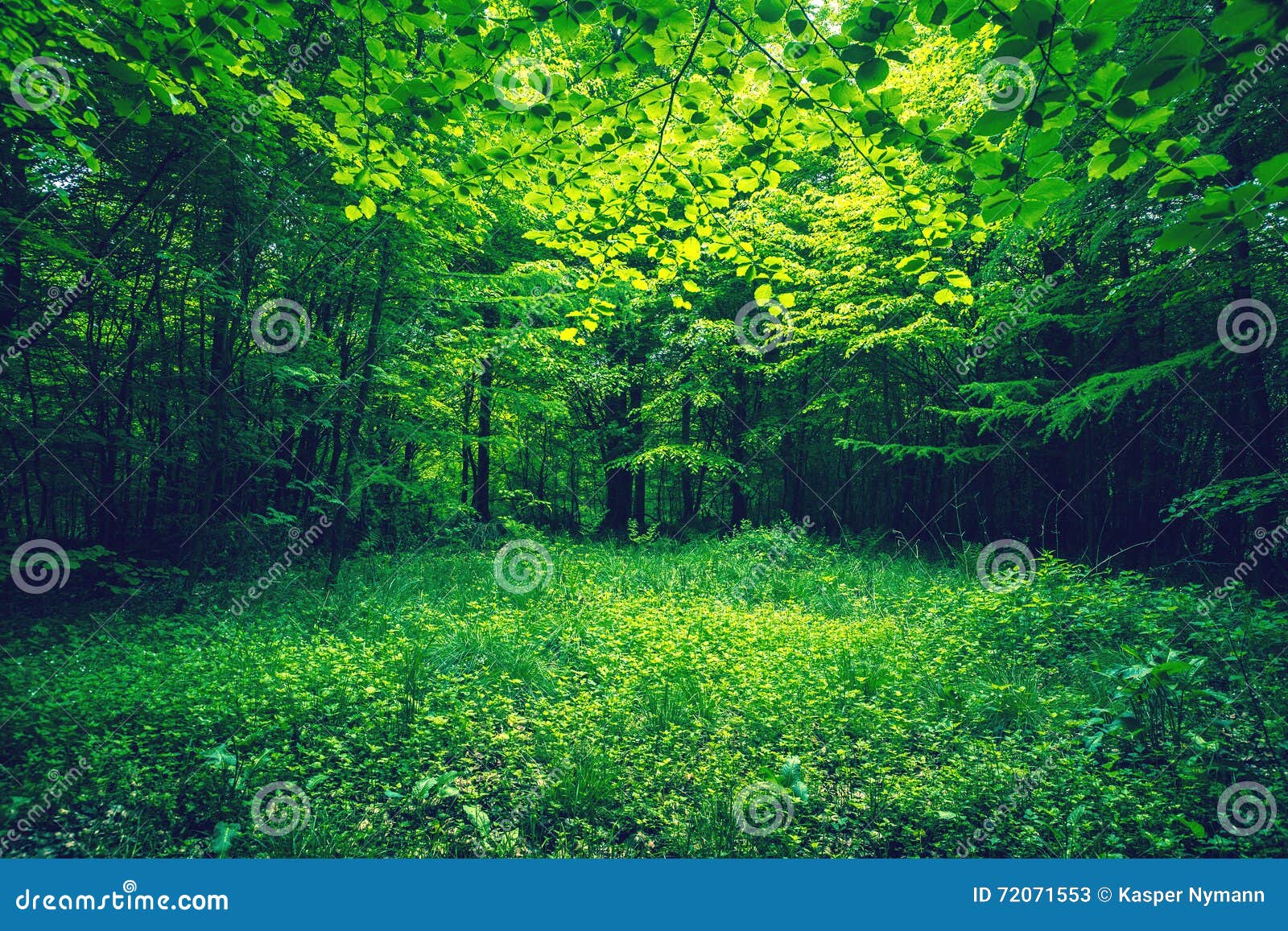 Green Leaves in a Forest Clearing Stock Image - Image of grass, light ...