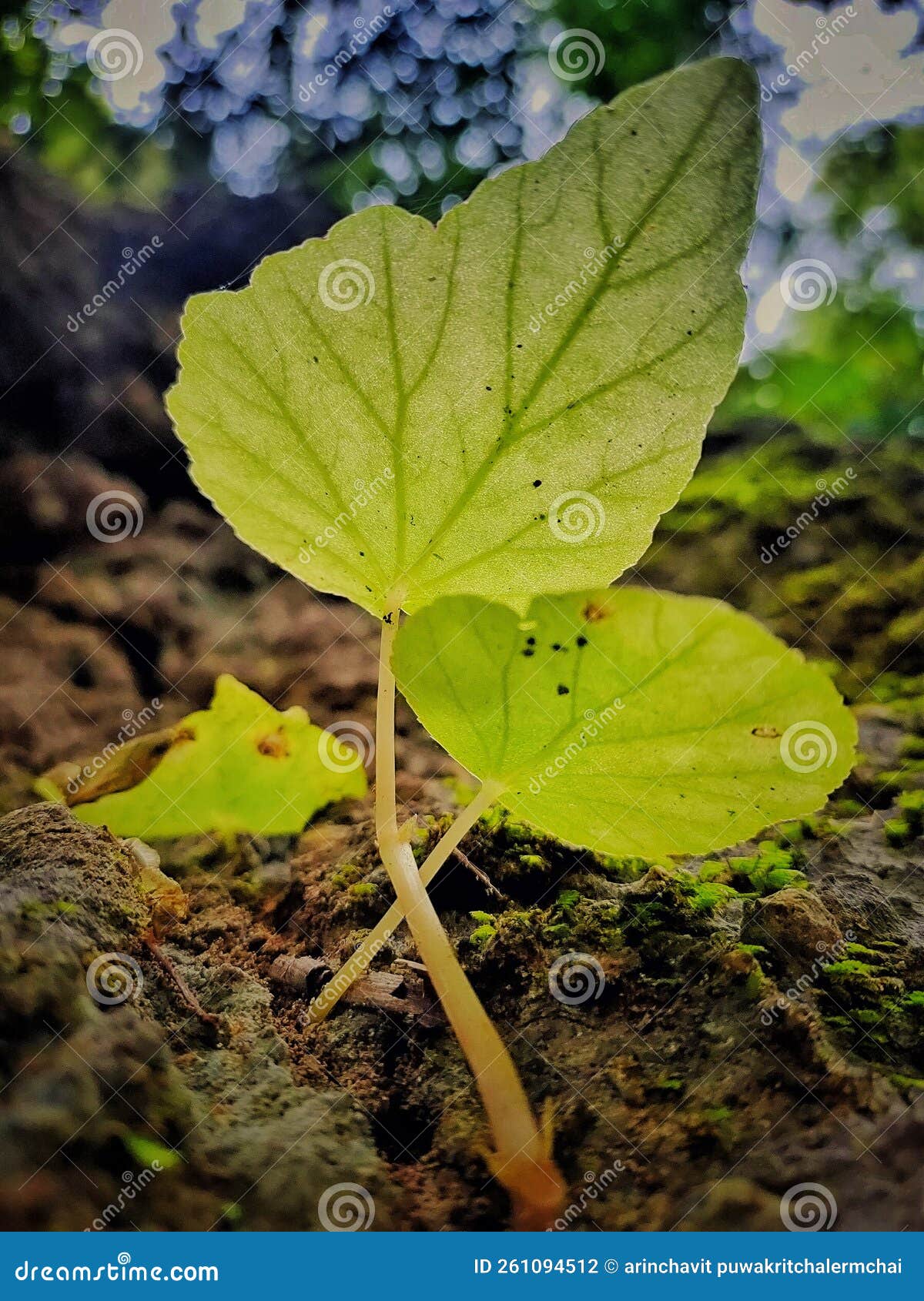 The Green Leaves in the Forest, Plants, Tree, Vain, Soil, Jungle, Green ...