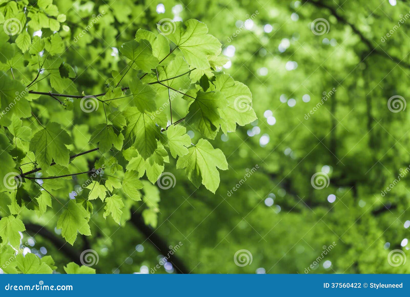 Green leaves in forest stock photo. Image of branches - 37560422