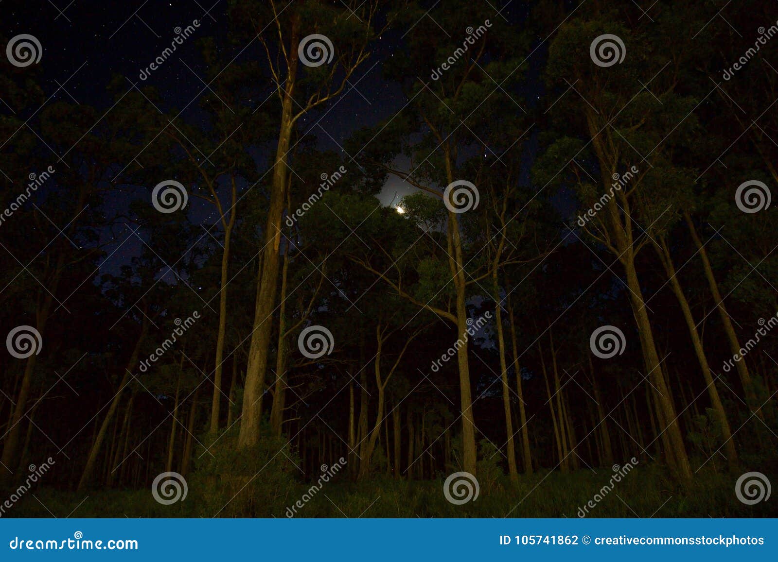 Green Leaves Forest Trees During Nighttime Picture. Image: 105741862