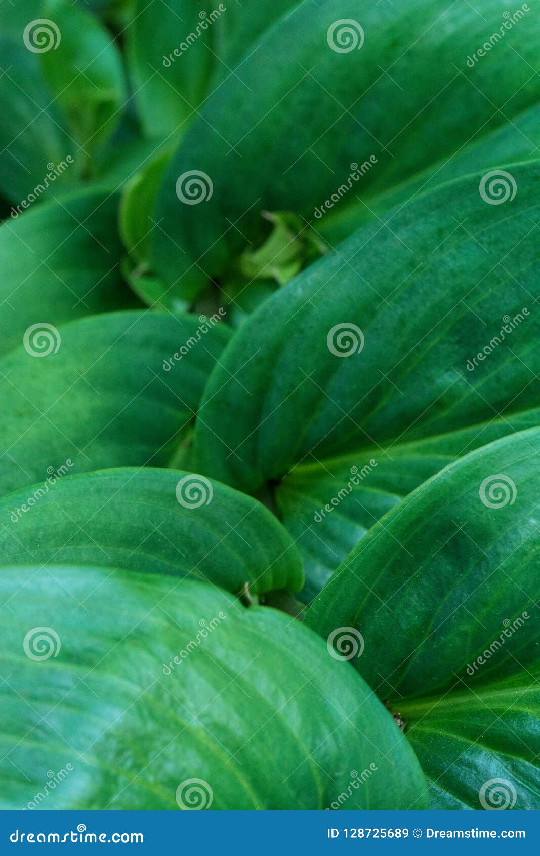 Green leaves form braids stock image. Image of bloom - 128725689