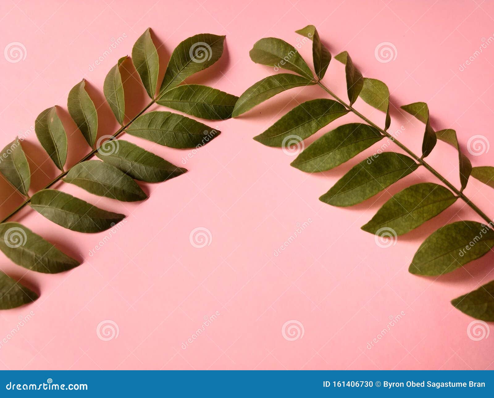 Green Leaves Forming an Arch on Pink Background. Ideal for Adding Text ...
