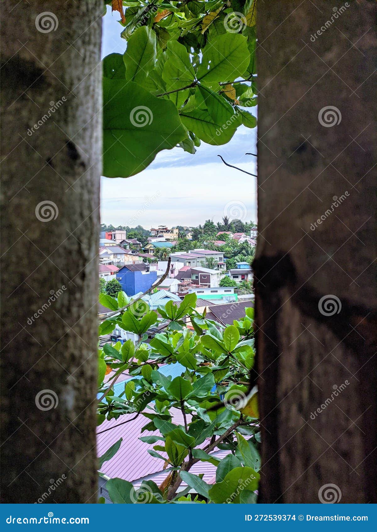Green Leaves in the Forrest and Sky Stock Photo - Image of branch ...