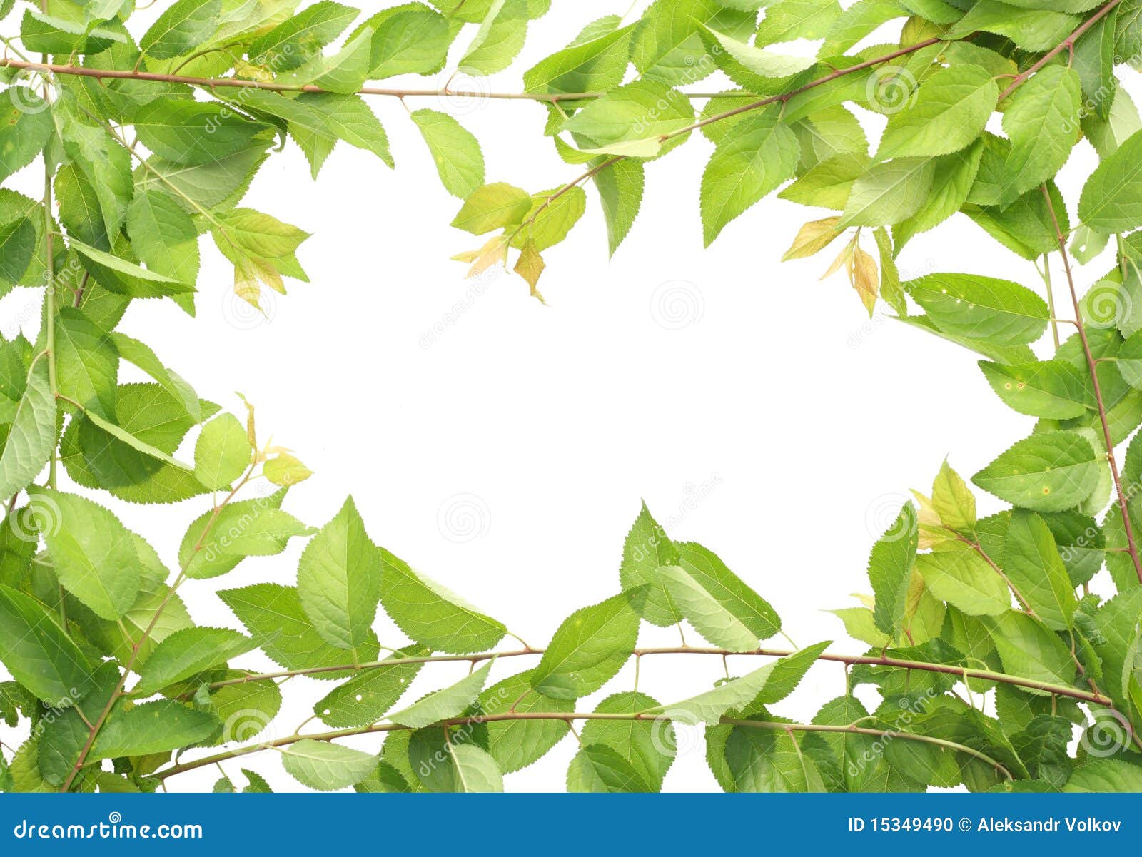 Green leaves frame stock photo. Image of summer, leaf - 15349490